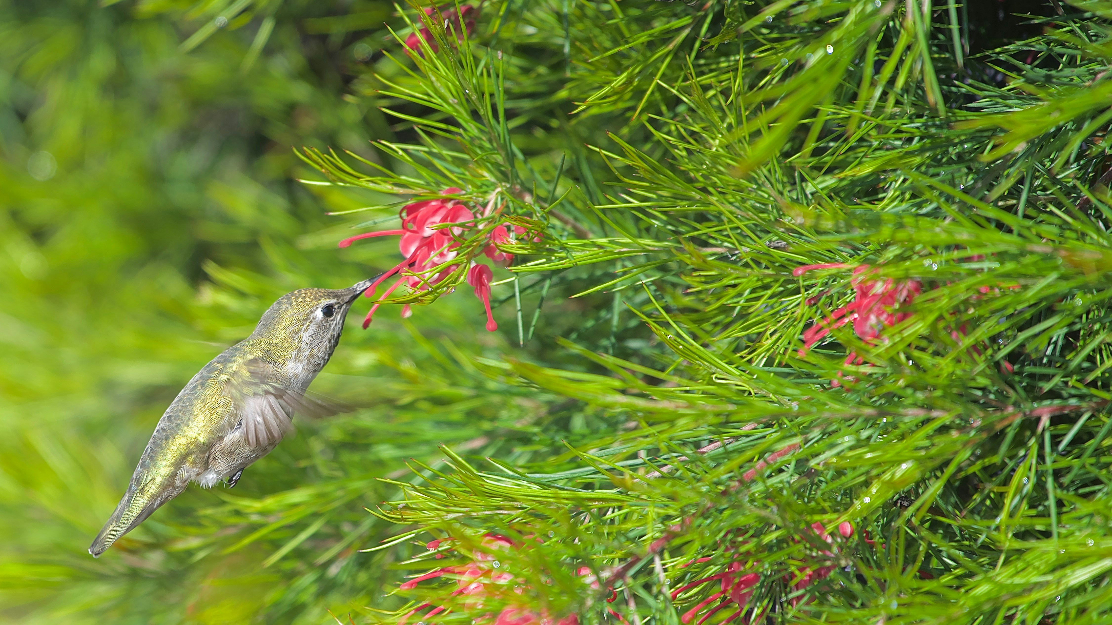 A hummingbird sips nectar from a flowering bush. photo – Free Nature ...