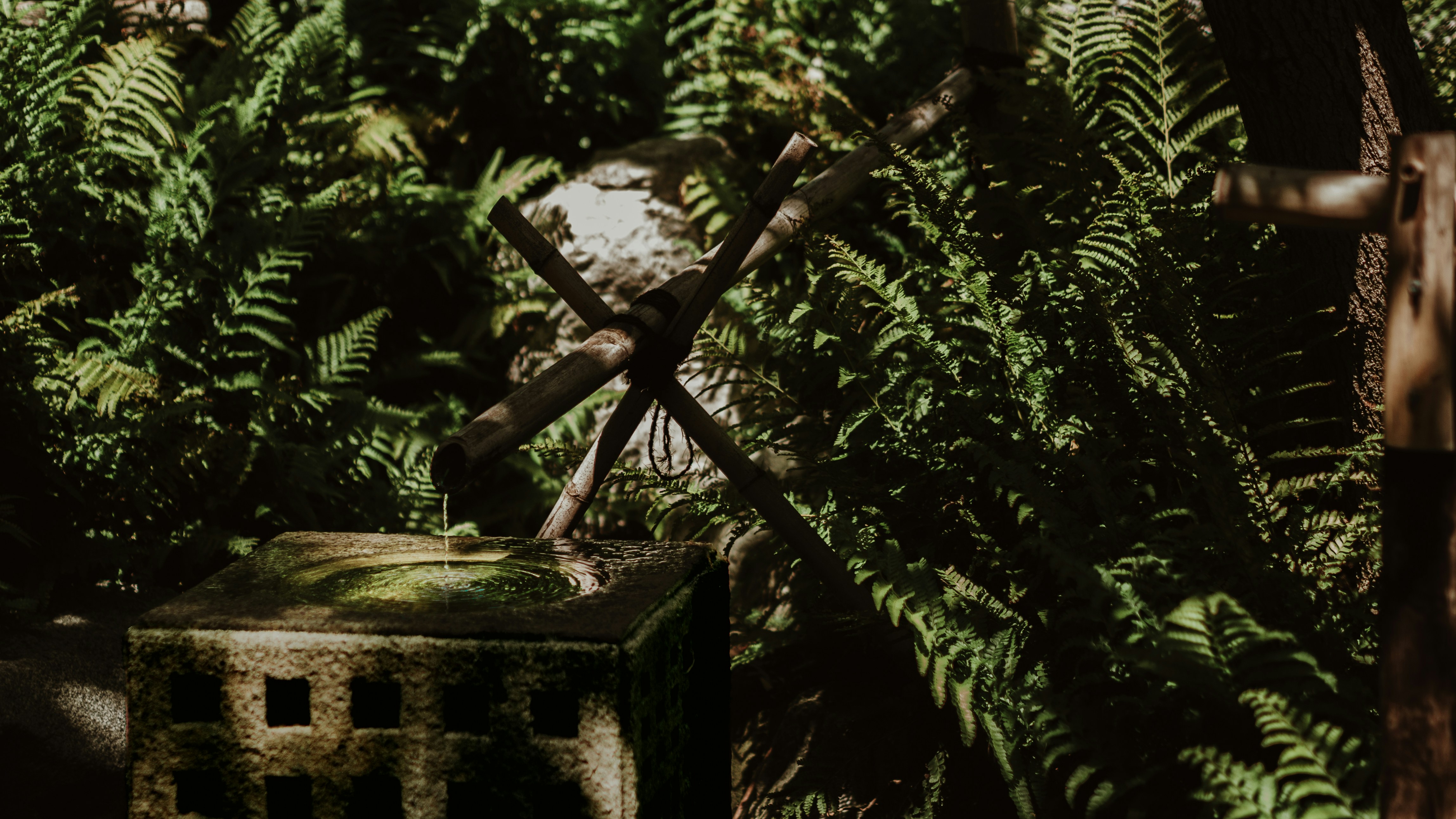 Nature's Embrace: A Forgotten Artifact