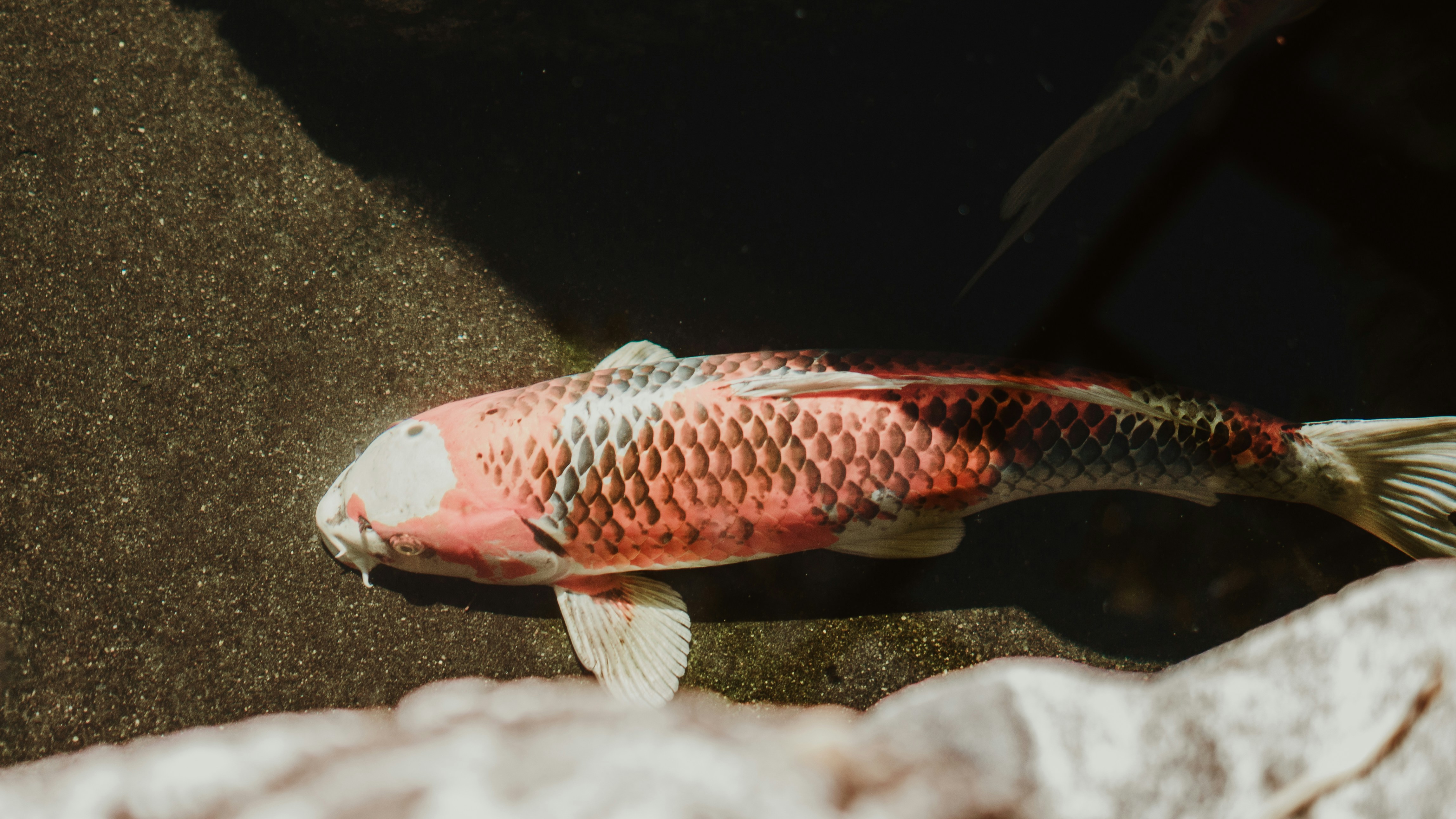 Koi fish gliding gracefully through clear water, surrounded by natural textures of its environment.