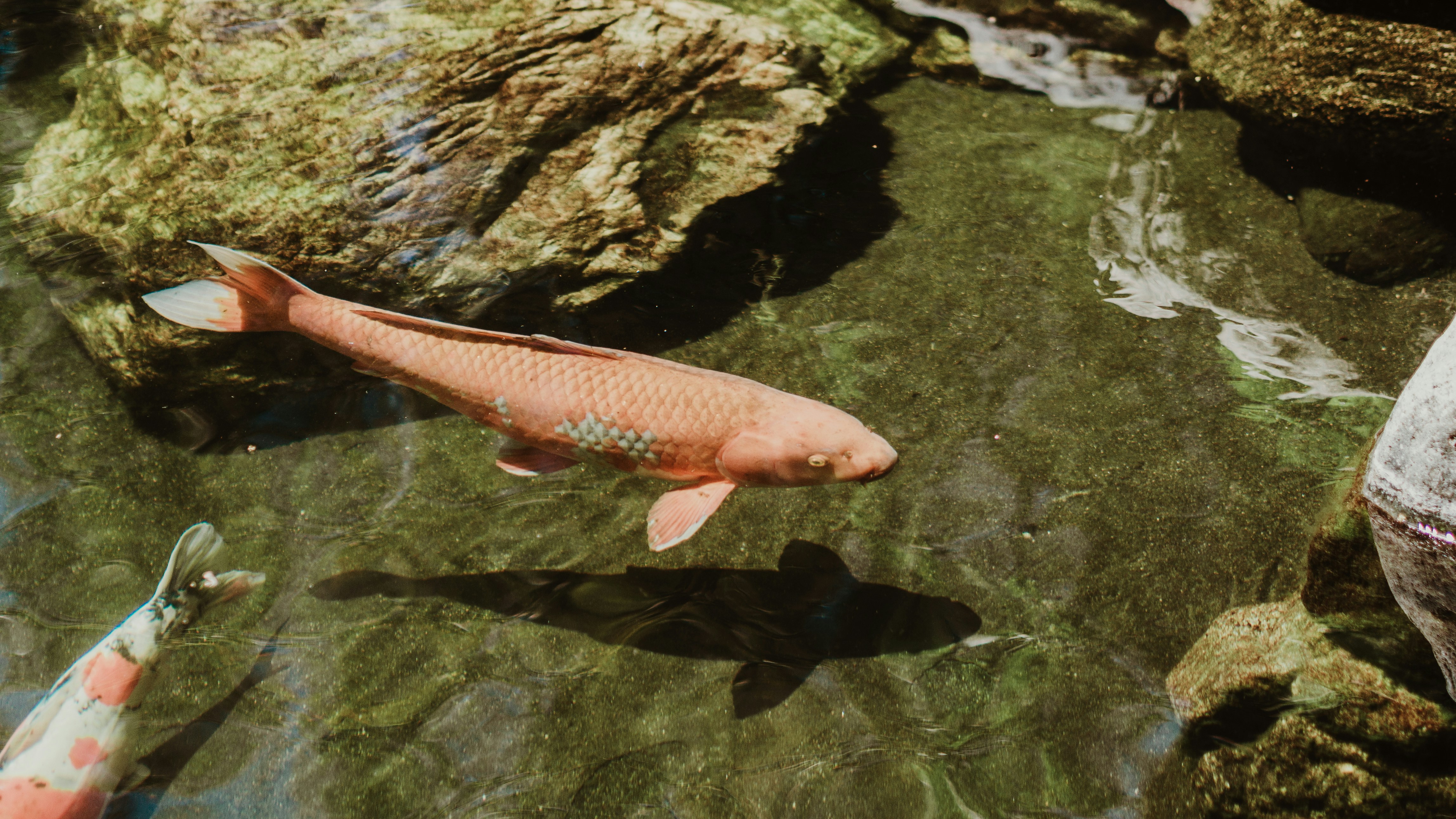 Amber Koi Glide Through a Quiet Rockpool