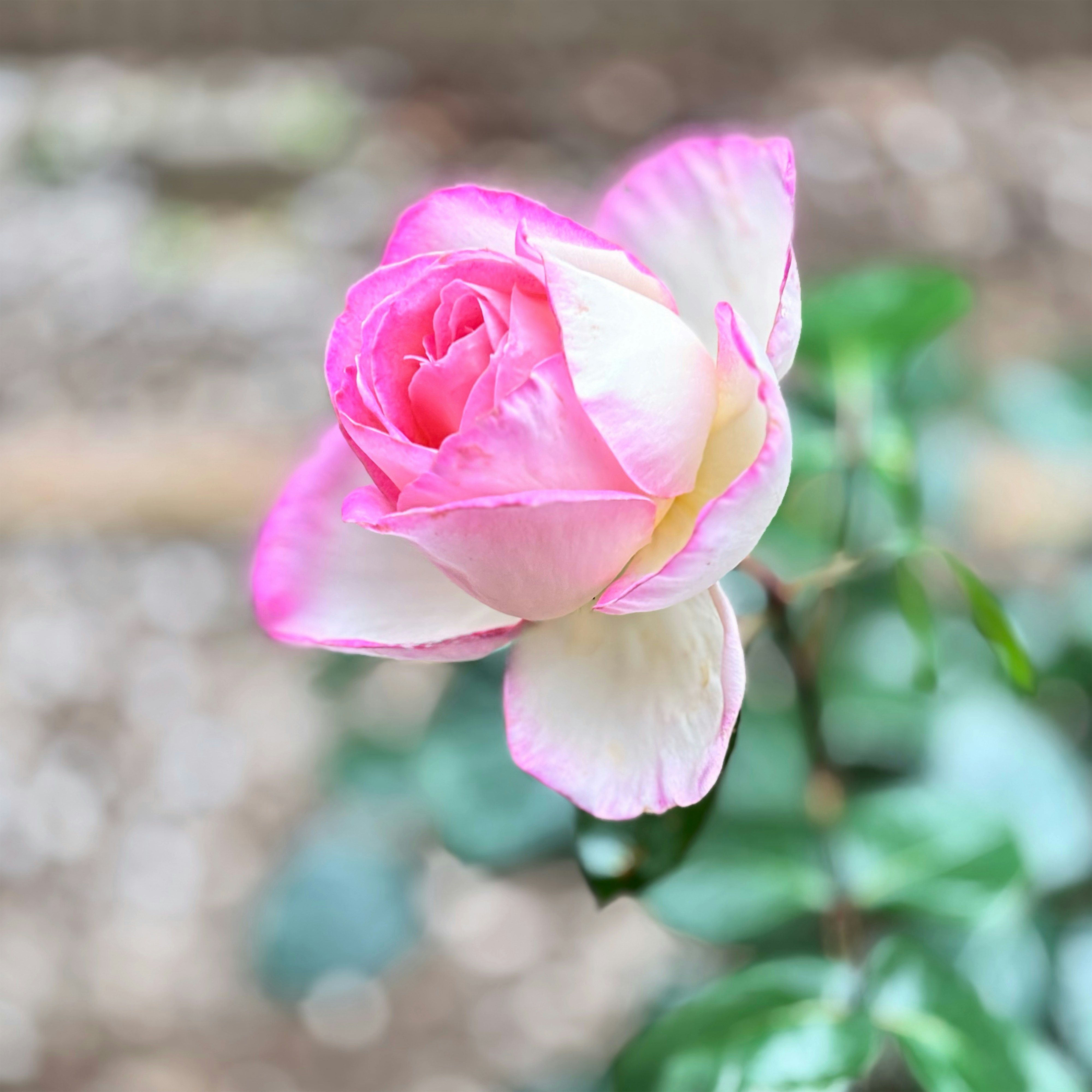 Gambar Tanaman Merah Muda | Unduh Gambar Gratis di Unsplash