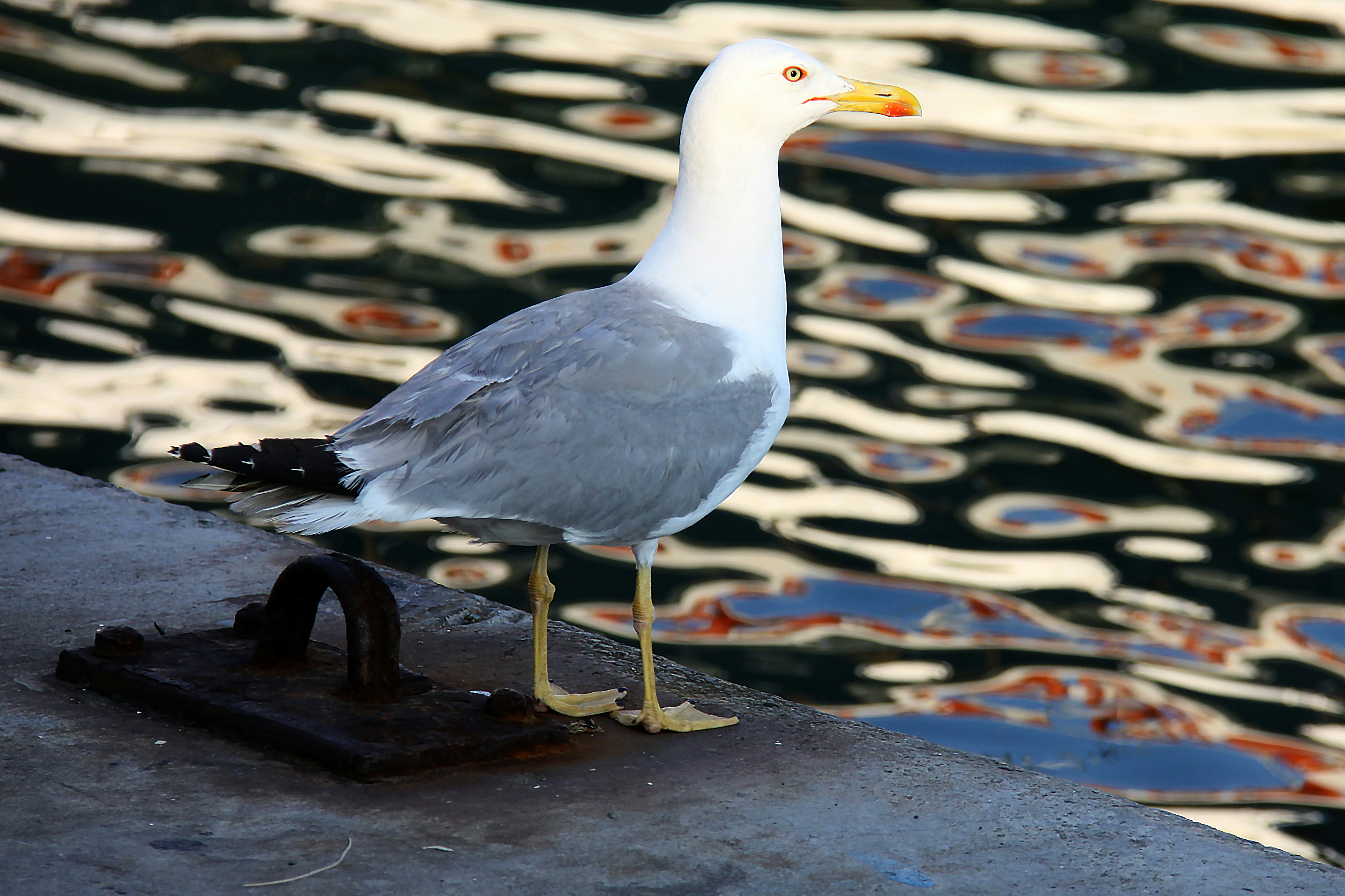 Harbor Gull: Pier-Edge Moment Amid Rippling Boat Reflections