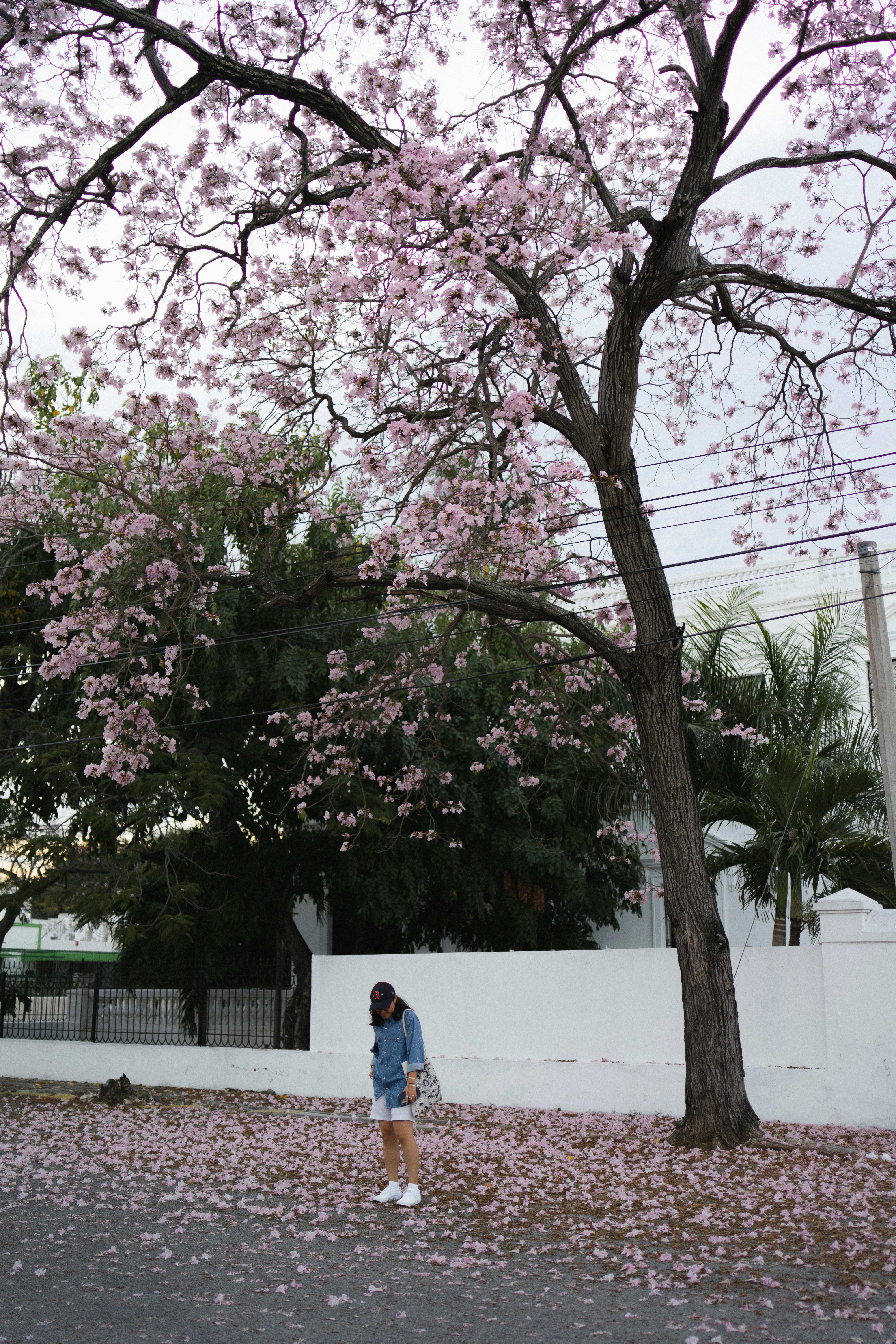 Cherry Blossom Canopy Over Quiet Street