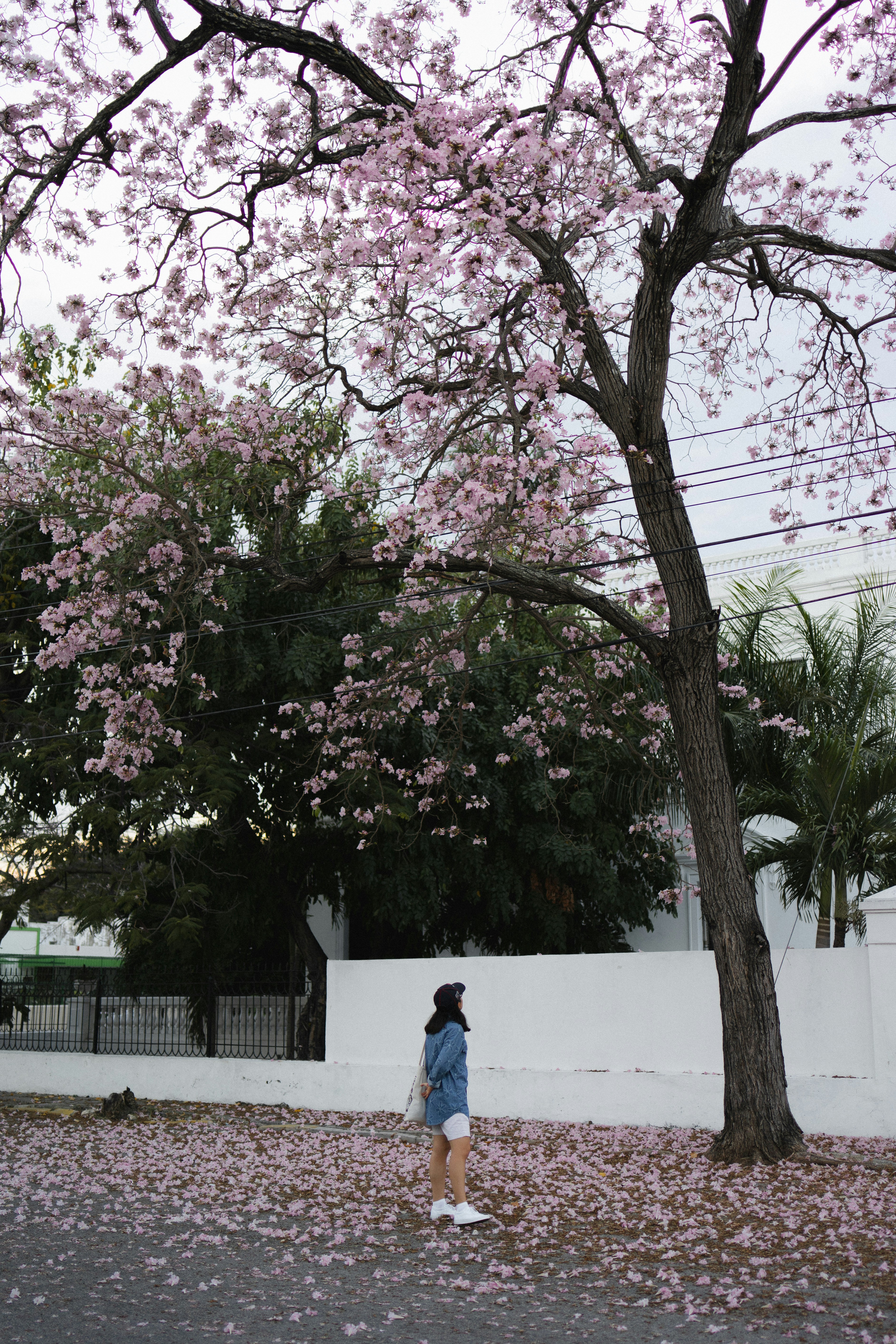 Footsteps Through Petal Rain: A City Moment Beneath a Blossoming Canopy