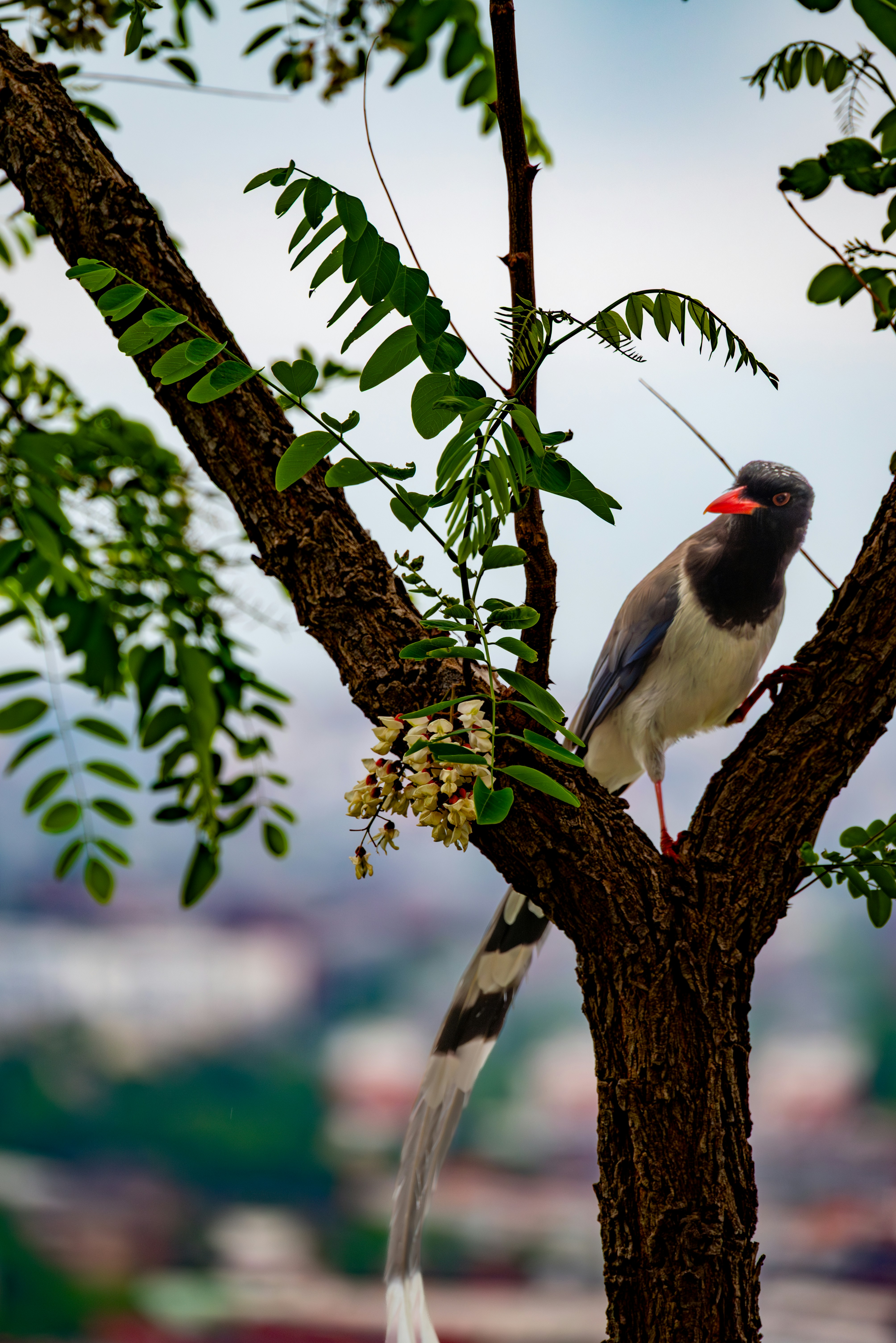 Red-beaked Bulbul on a Gnarled Branch Against a Distant Cityscape