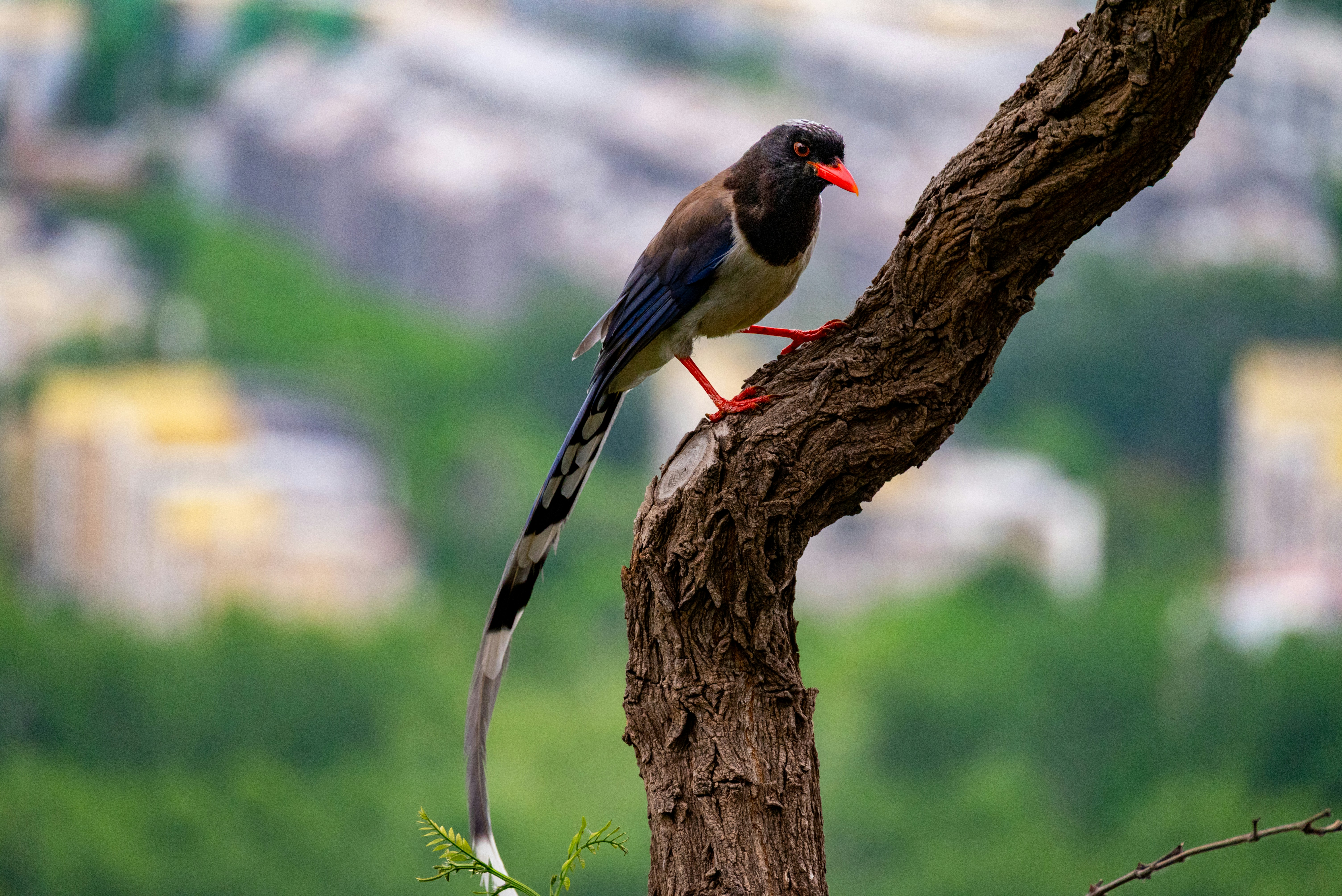 Red Beak on a Curved Branch: A Quiet Perch Over a Hazy City
