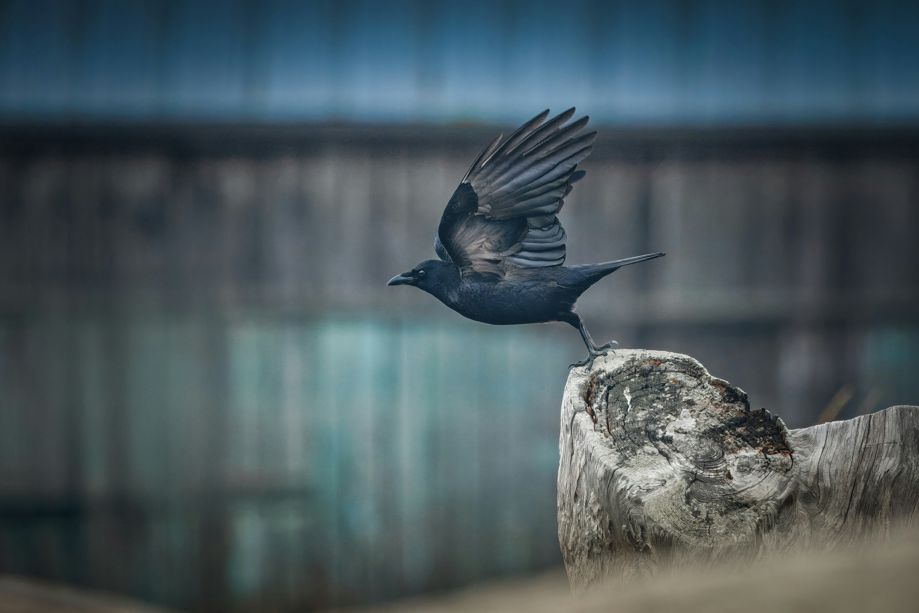 A black bird preparing to take flight, perched on a weathered log against a blurred backdrop of rustic wood. 