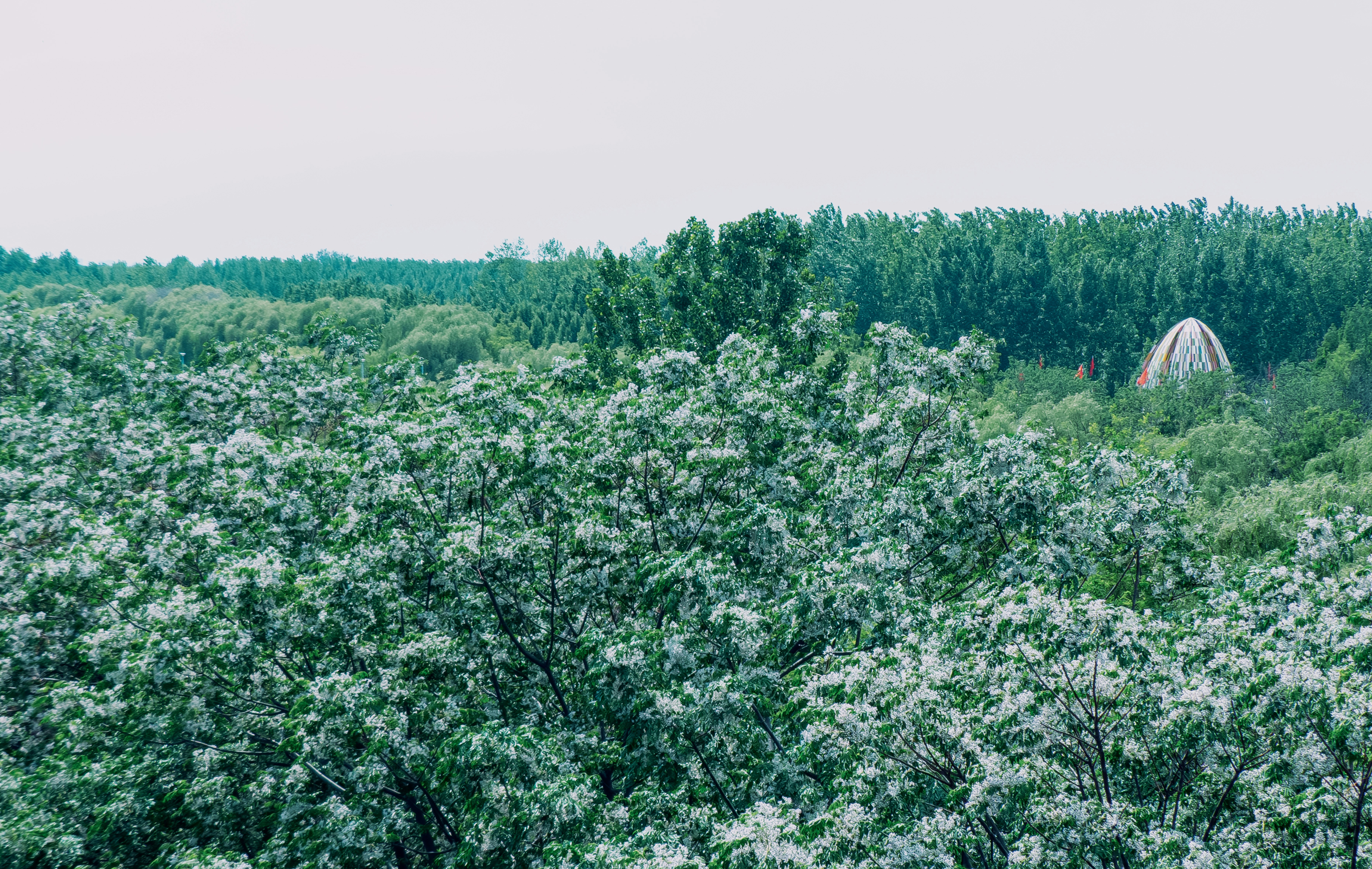Dense green trees and a dome are shown.
