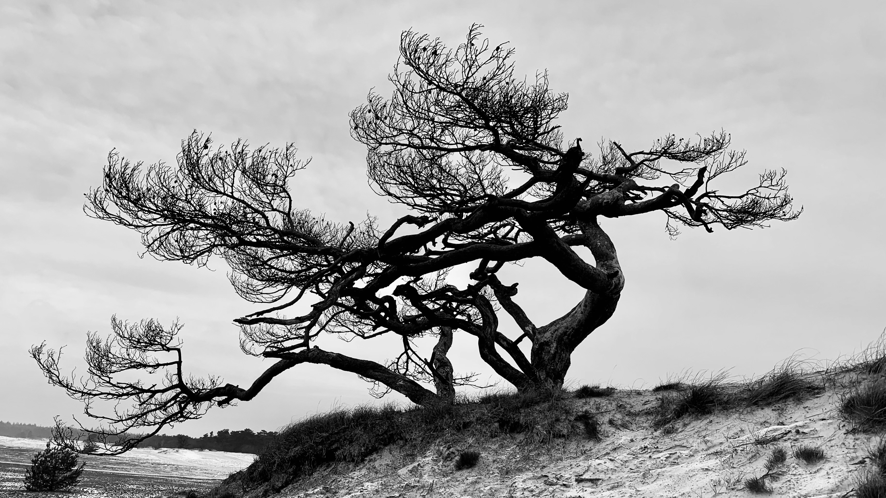 A stark tree stands upon a sandy hill. photo – Free Animal Image on ...