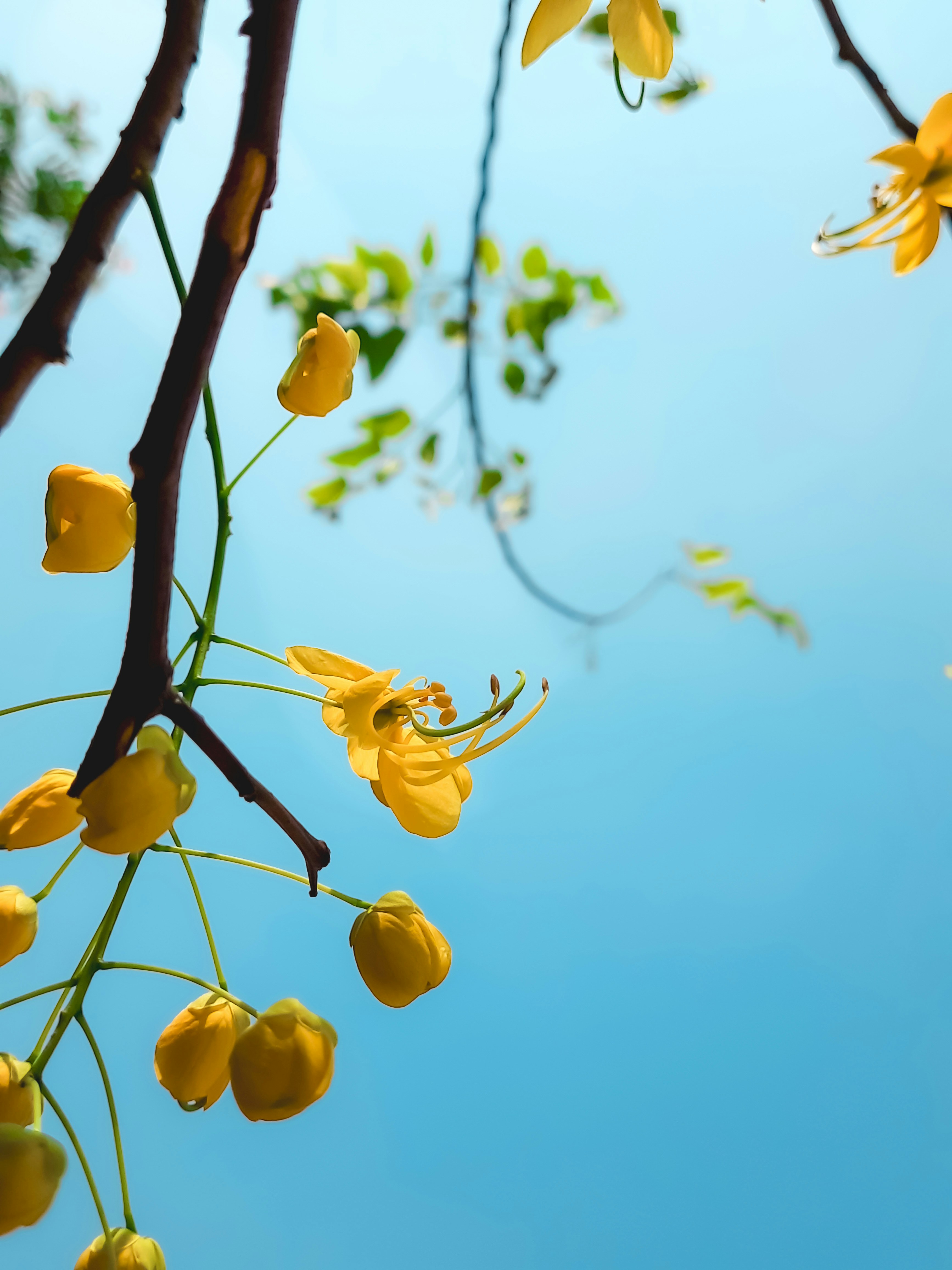 The kanikonna in full bloom. The blooming of these spectacular yellow flowers signal the beginning of spring, and the New Year according to Malayalam Month.