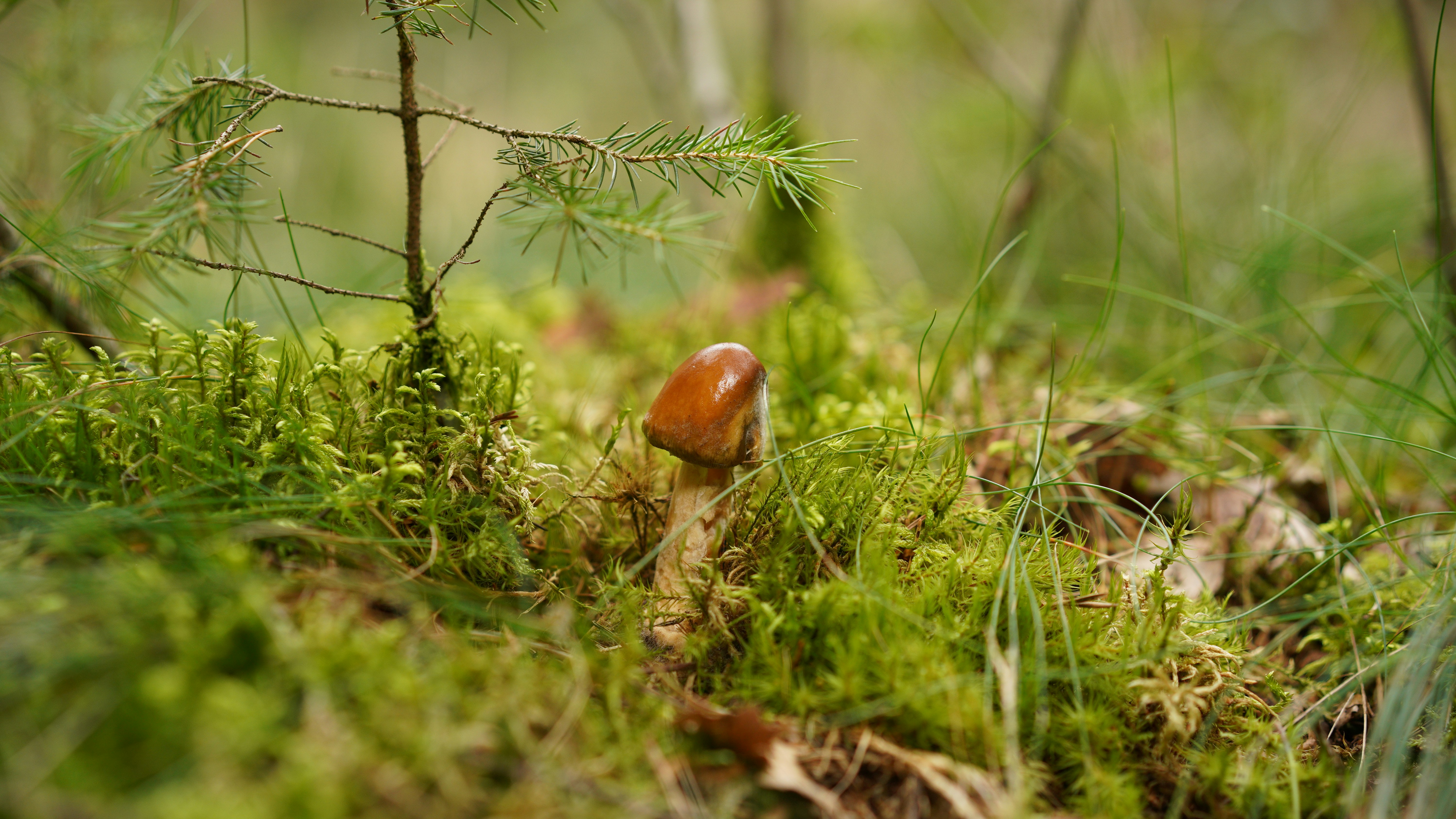 Whispers of the Forest Floor