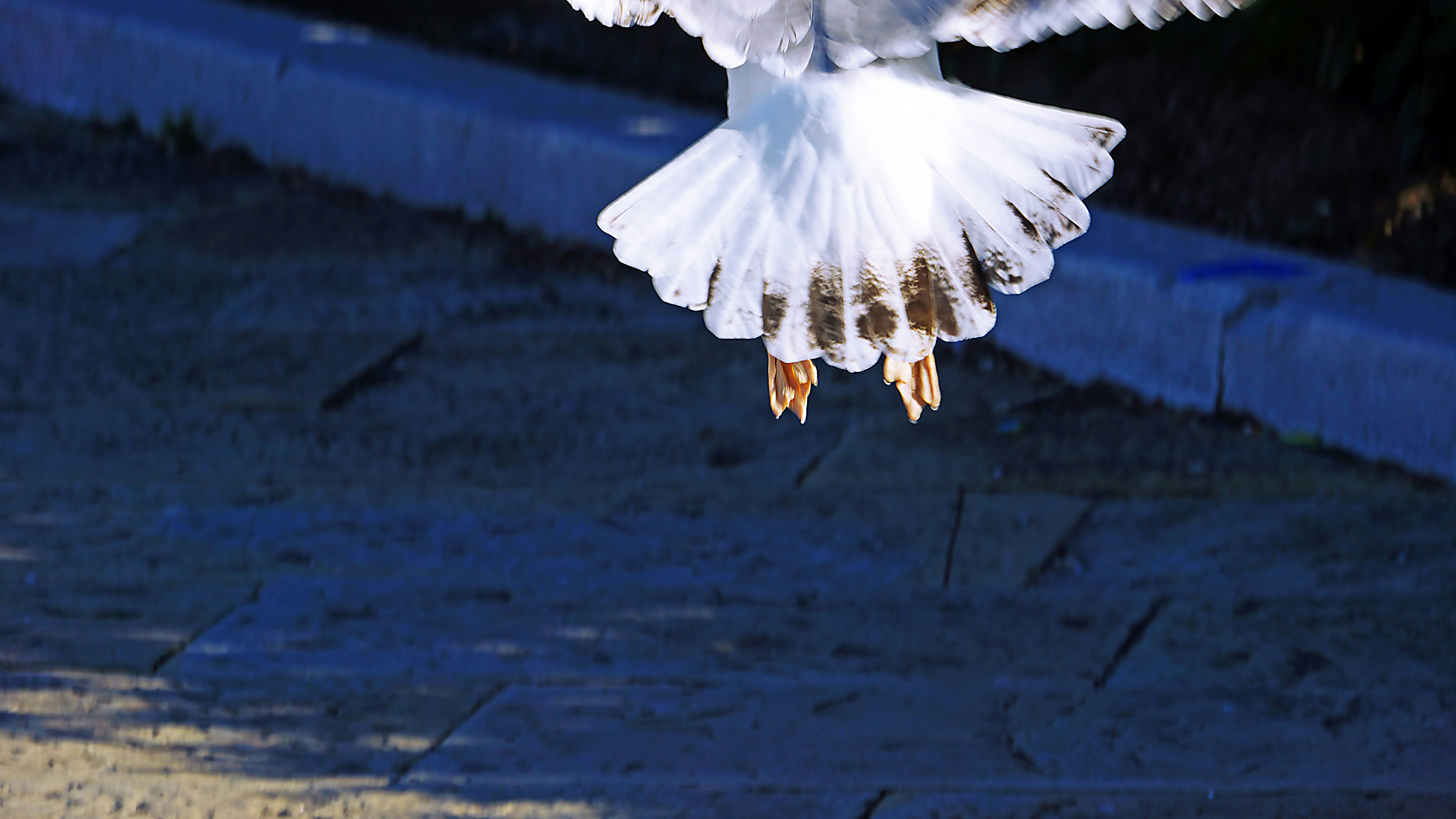 A white bird in flight from above. photo – Free Woman Image on Unsplash