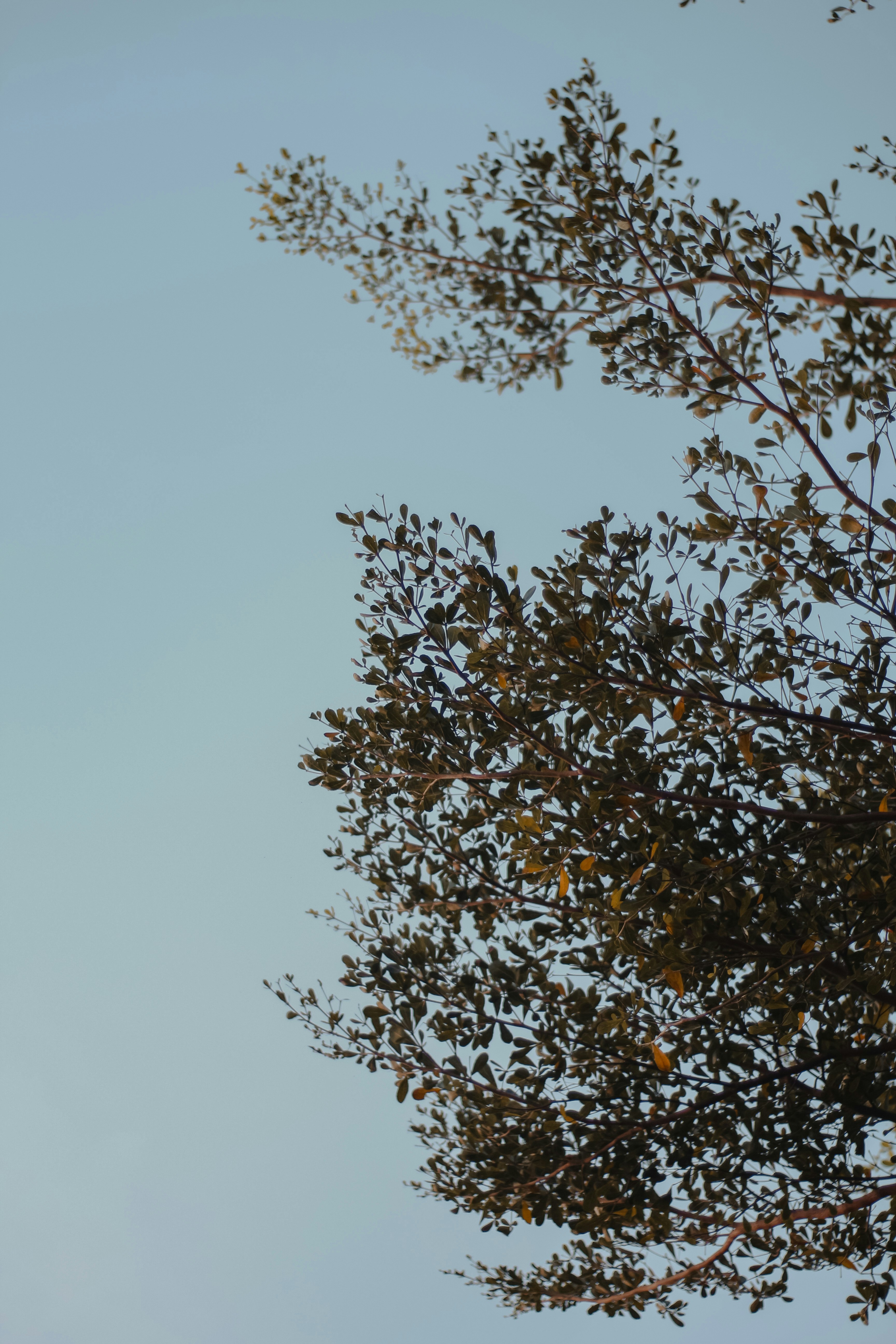 Lush green leaves silhouetted against a pale blue sky, showcasing the delicate interplay of light and shadow. The image captures the essence of tranquility in nature.