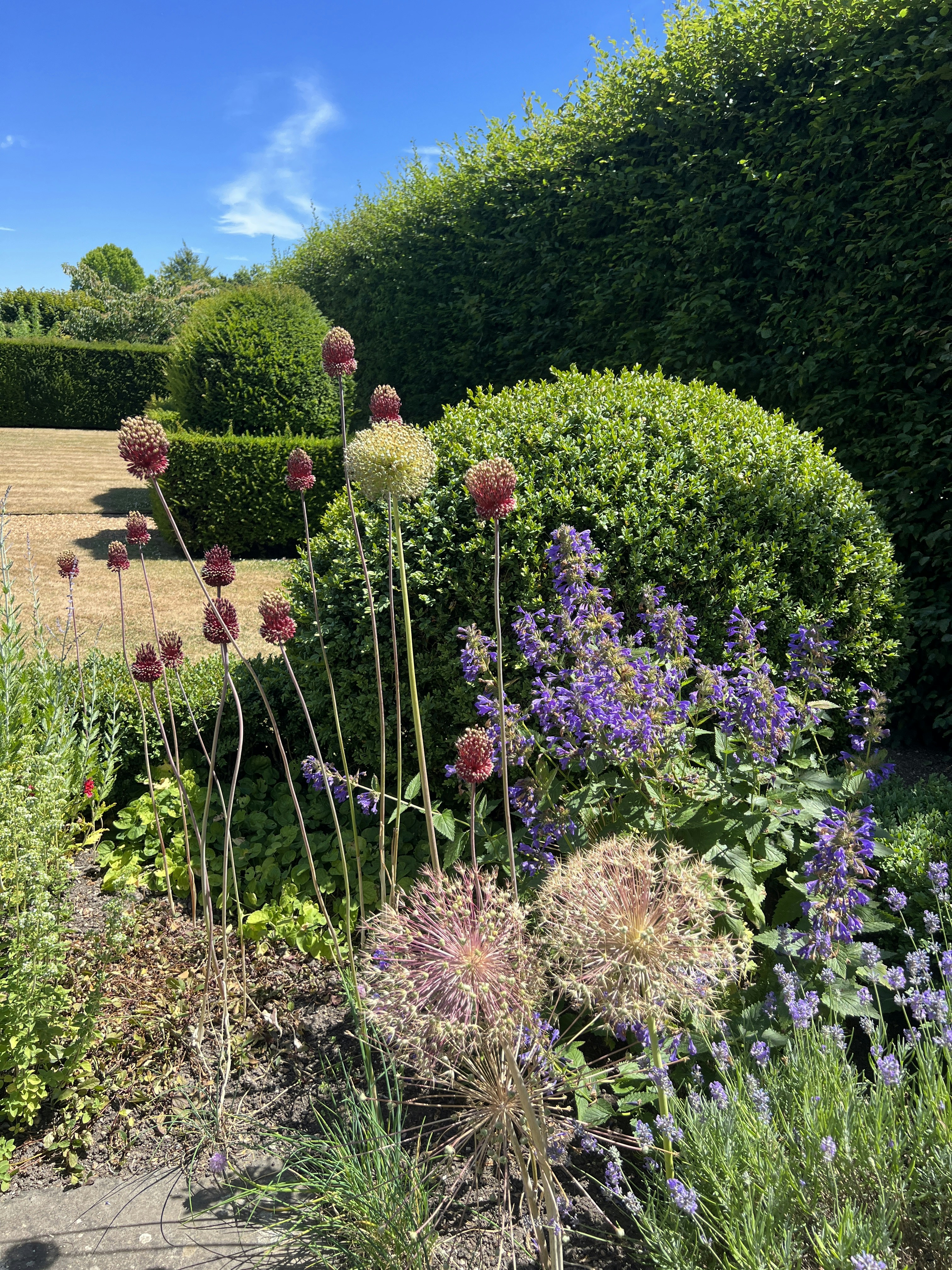 Sunlit Border of Alliums and Lavender: A Garden's Quiet Radiance