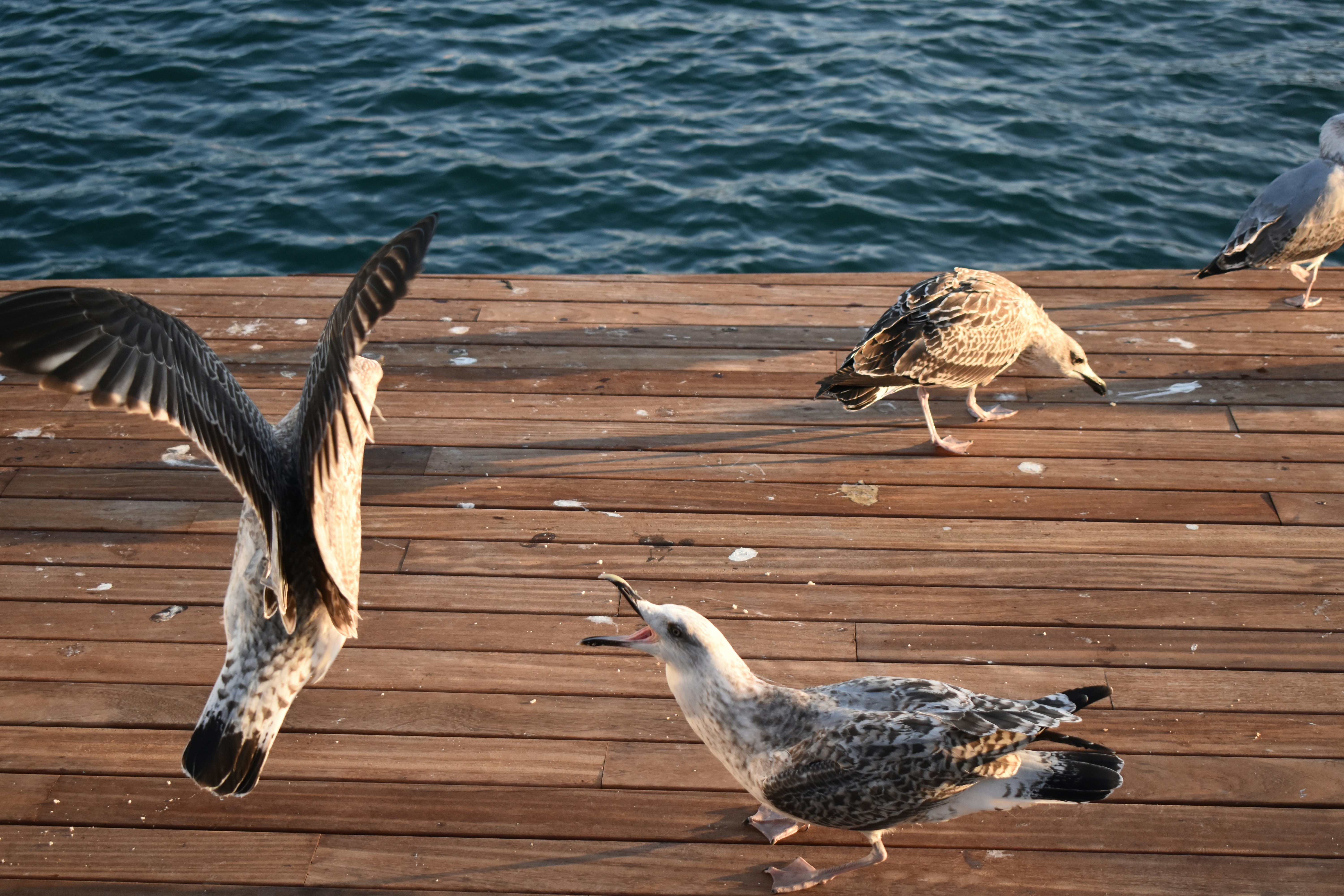 Winged Pause on a Weathered Dock: Gulls at the Edge of Light