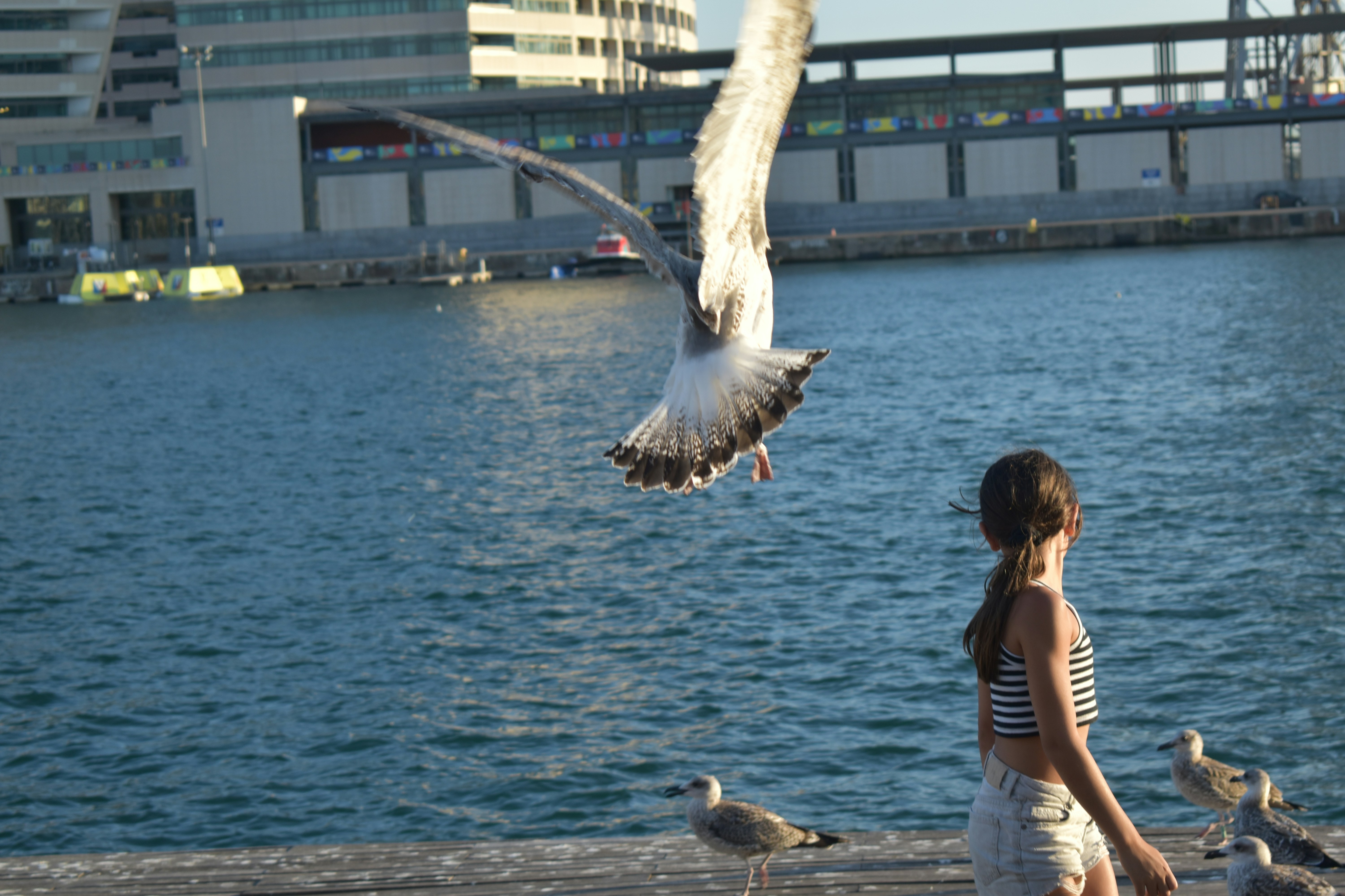 Seagull Descent over a Waterfront Boardwalk