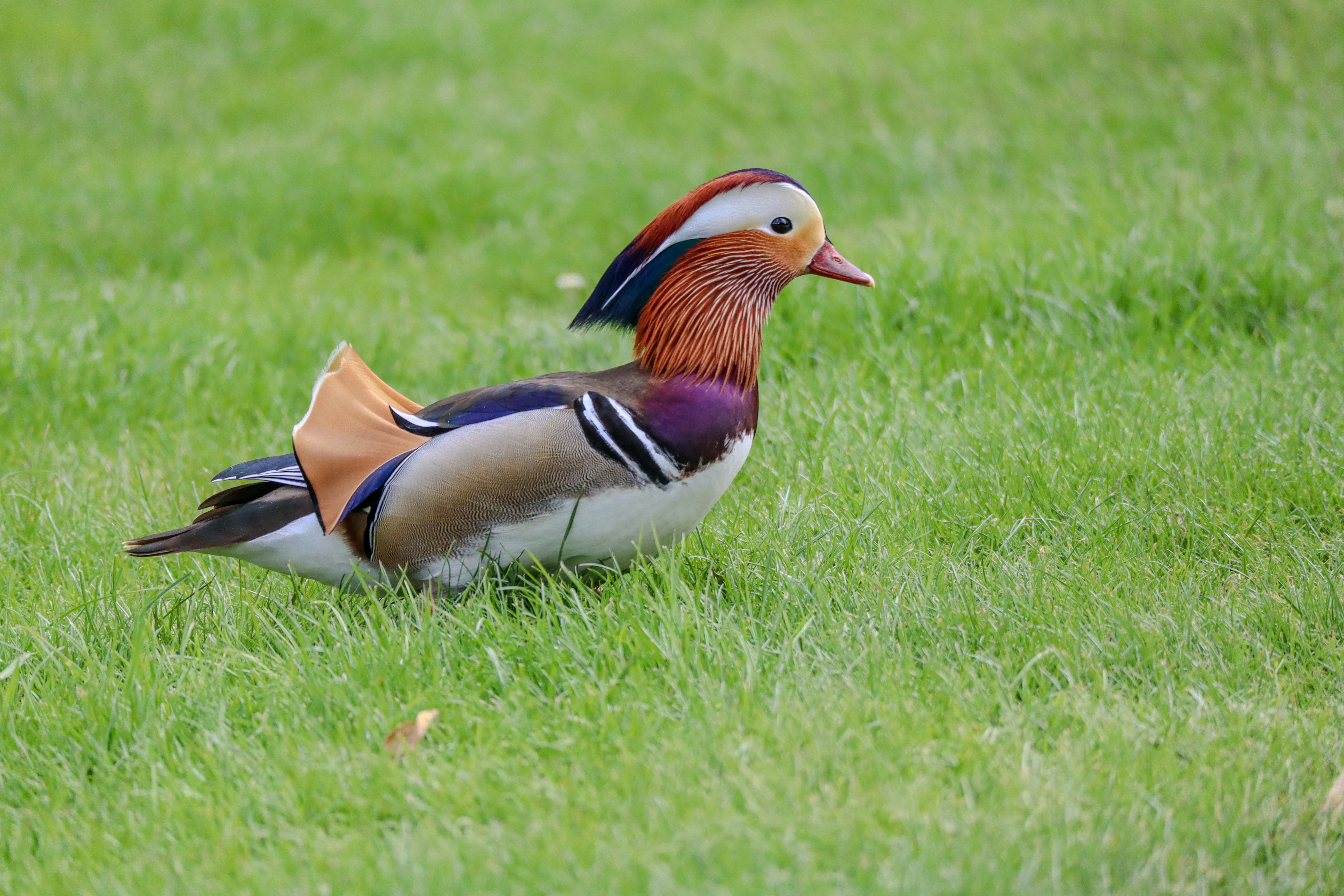 Emerald Lawn Portrait: A Mandarin Duck Pausing in Sunlit Grass