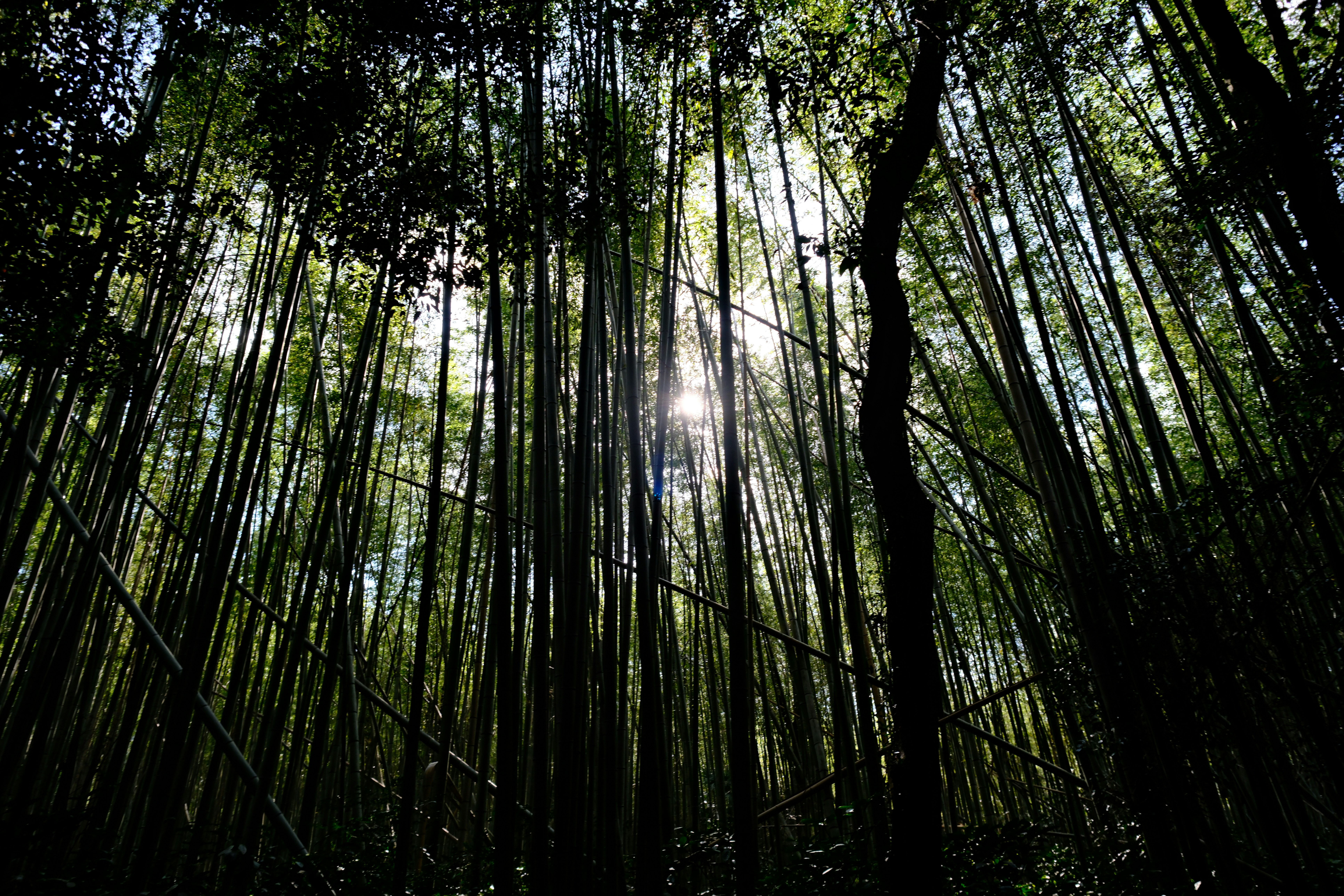 Dense bamboo forest with sunlight streaming through. photo – Free ...