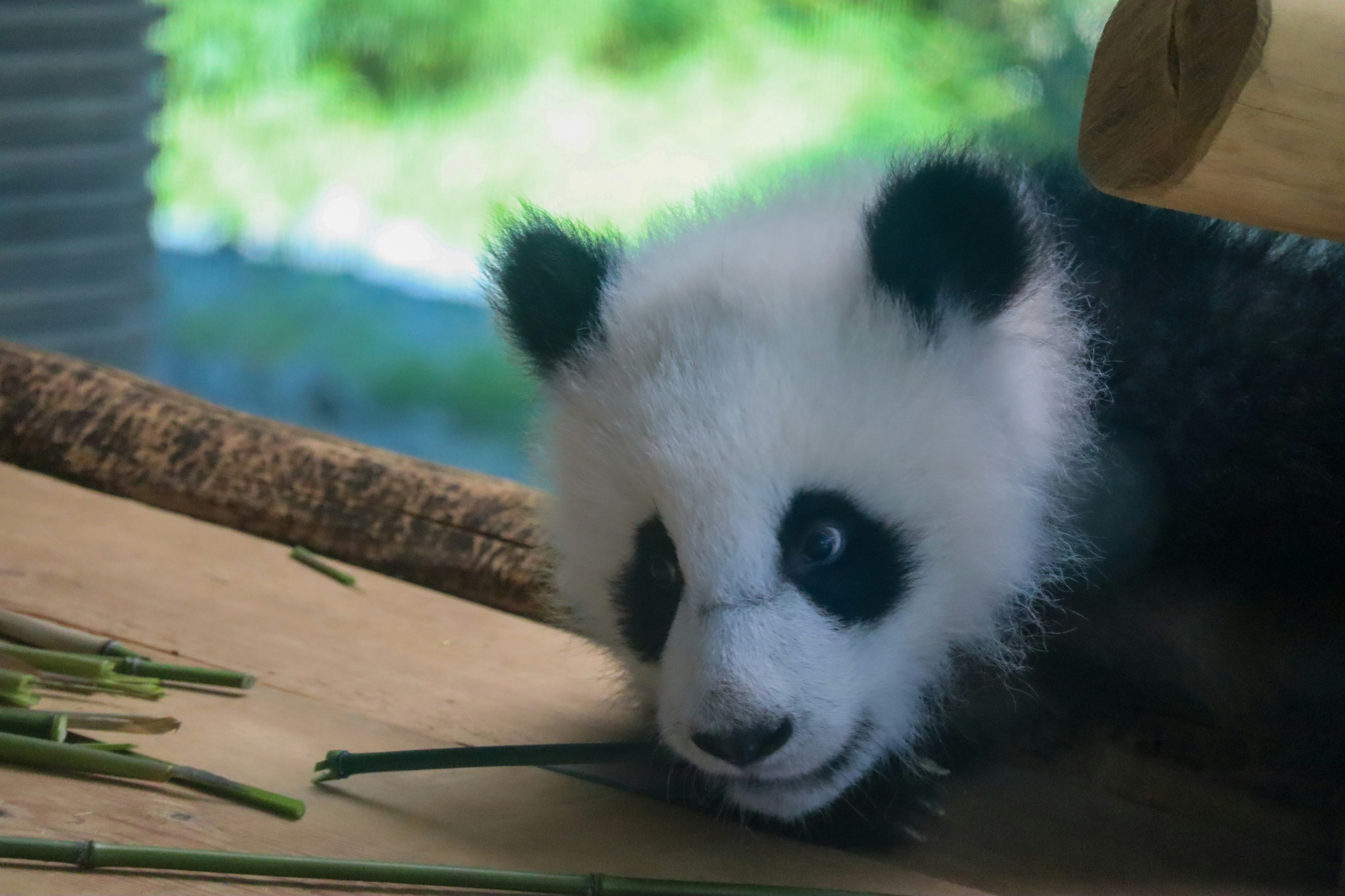 Whimsical Wonder: A Young Panda's Playtime