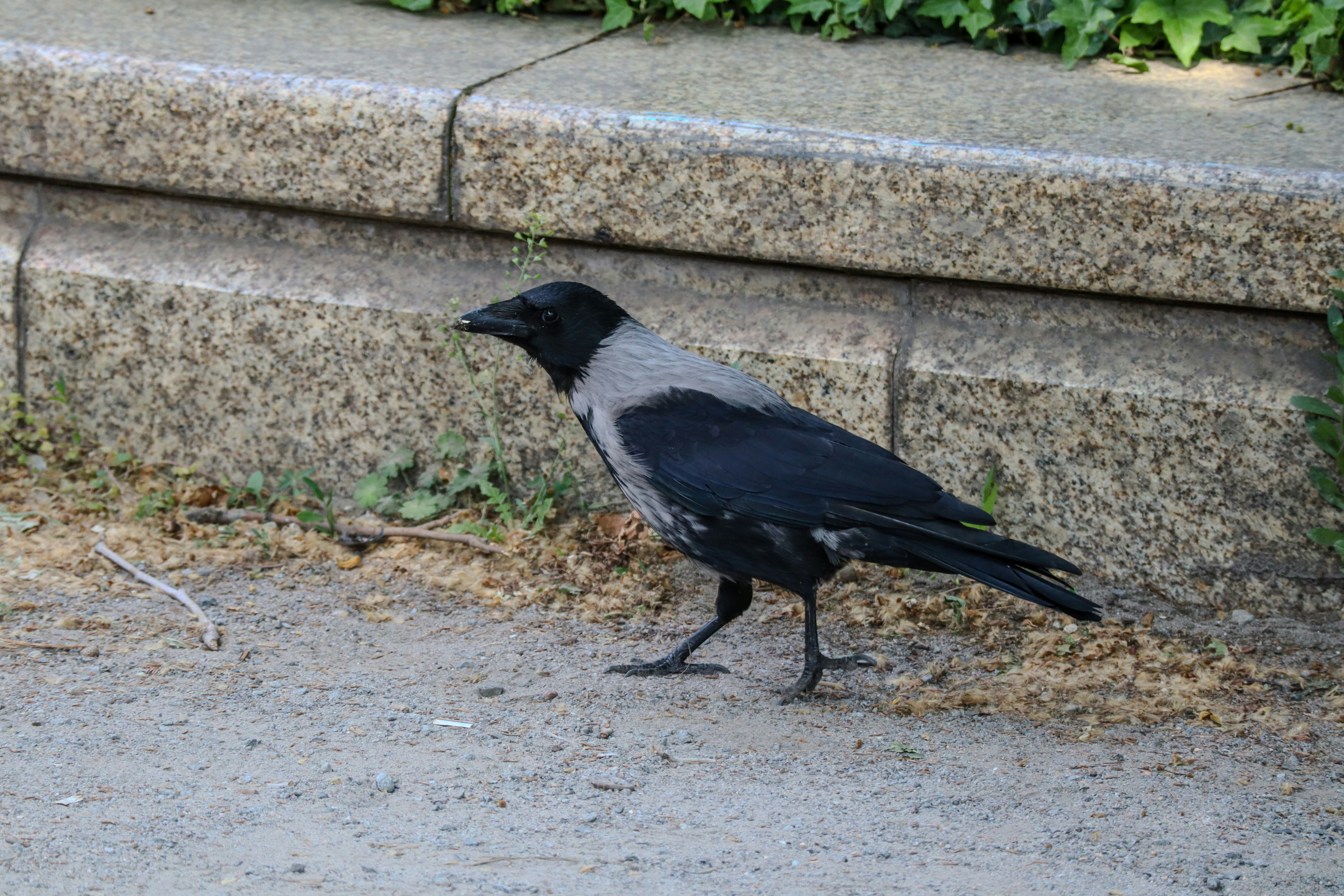 A crow strides confidently along a stone pathway, showcasing its distinctive black and gray plumage against a backdrop of greenery.
