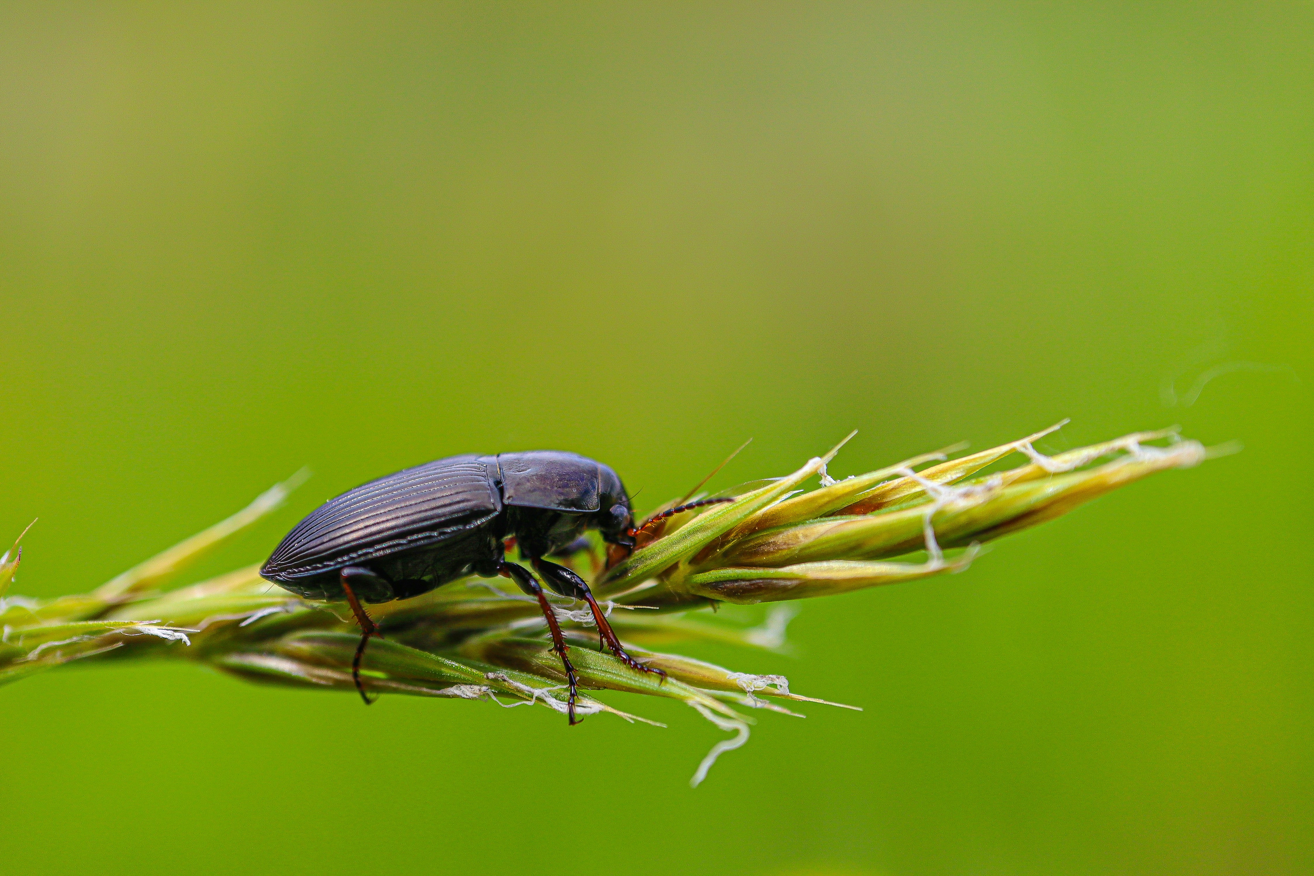 Armored Beetle on a Grass Blade: A Moment of Silent Focus
