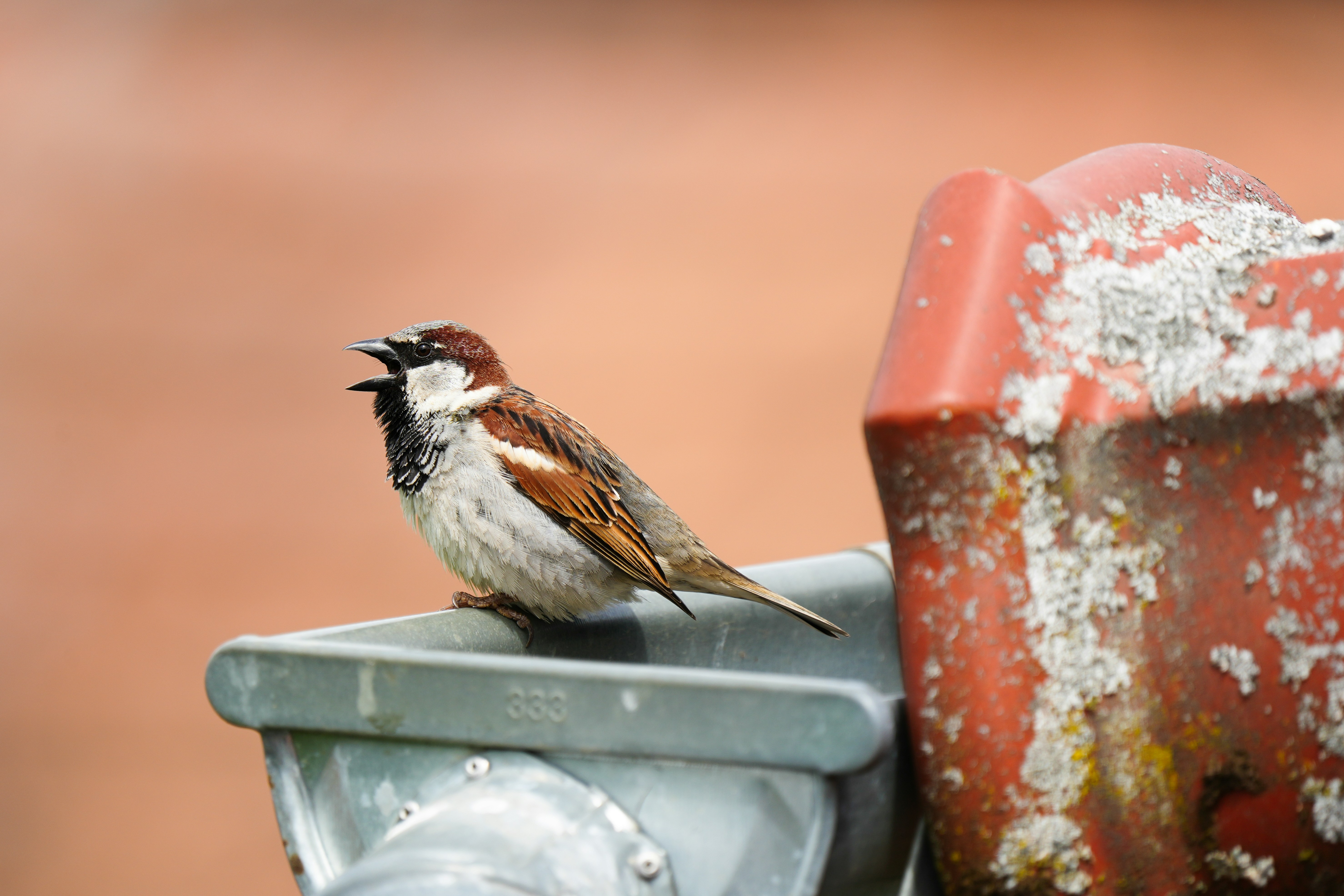 Sparrow perches on a weathered mailbox, venturing a hopeful chirp