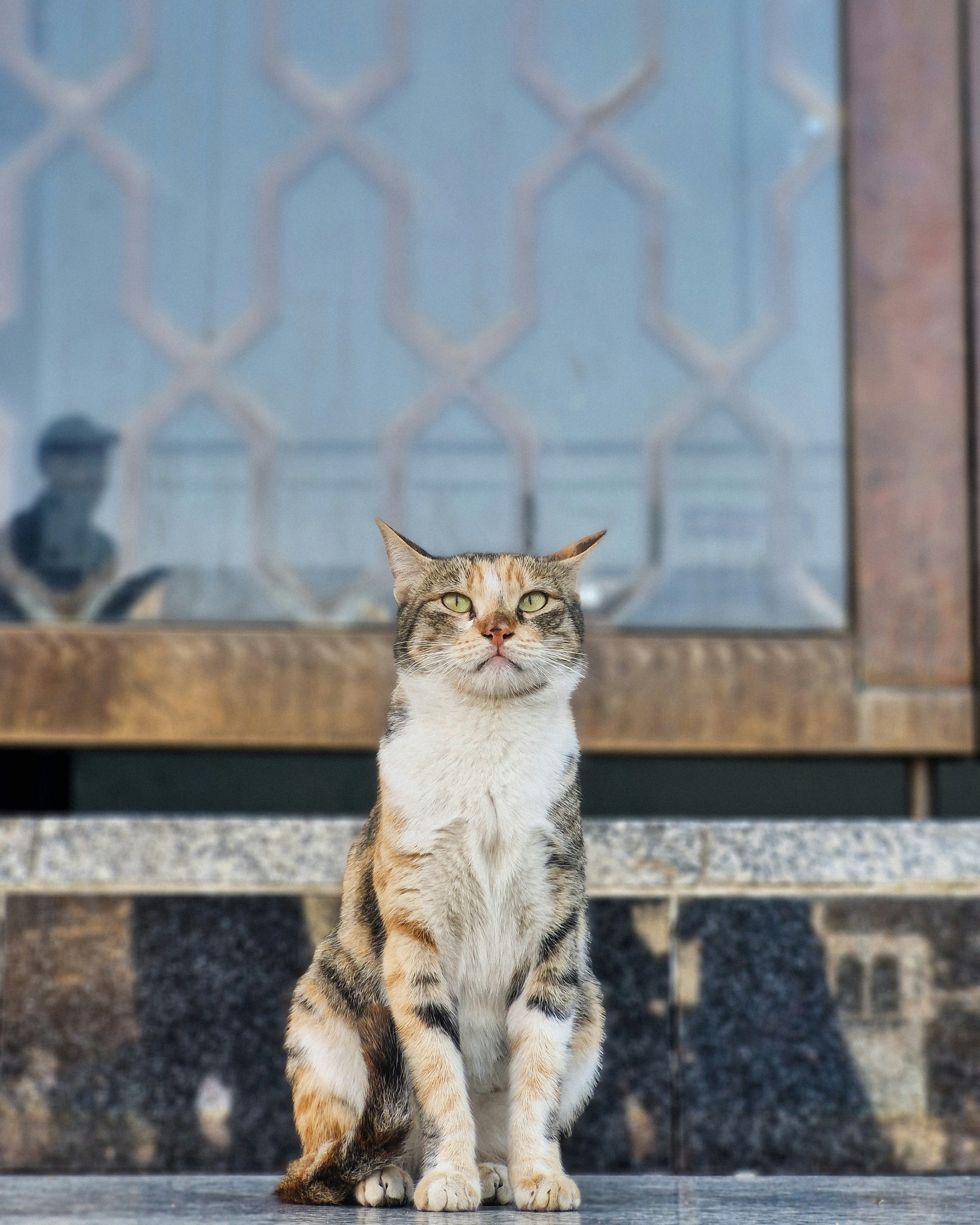 a beautiful breed cat