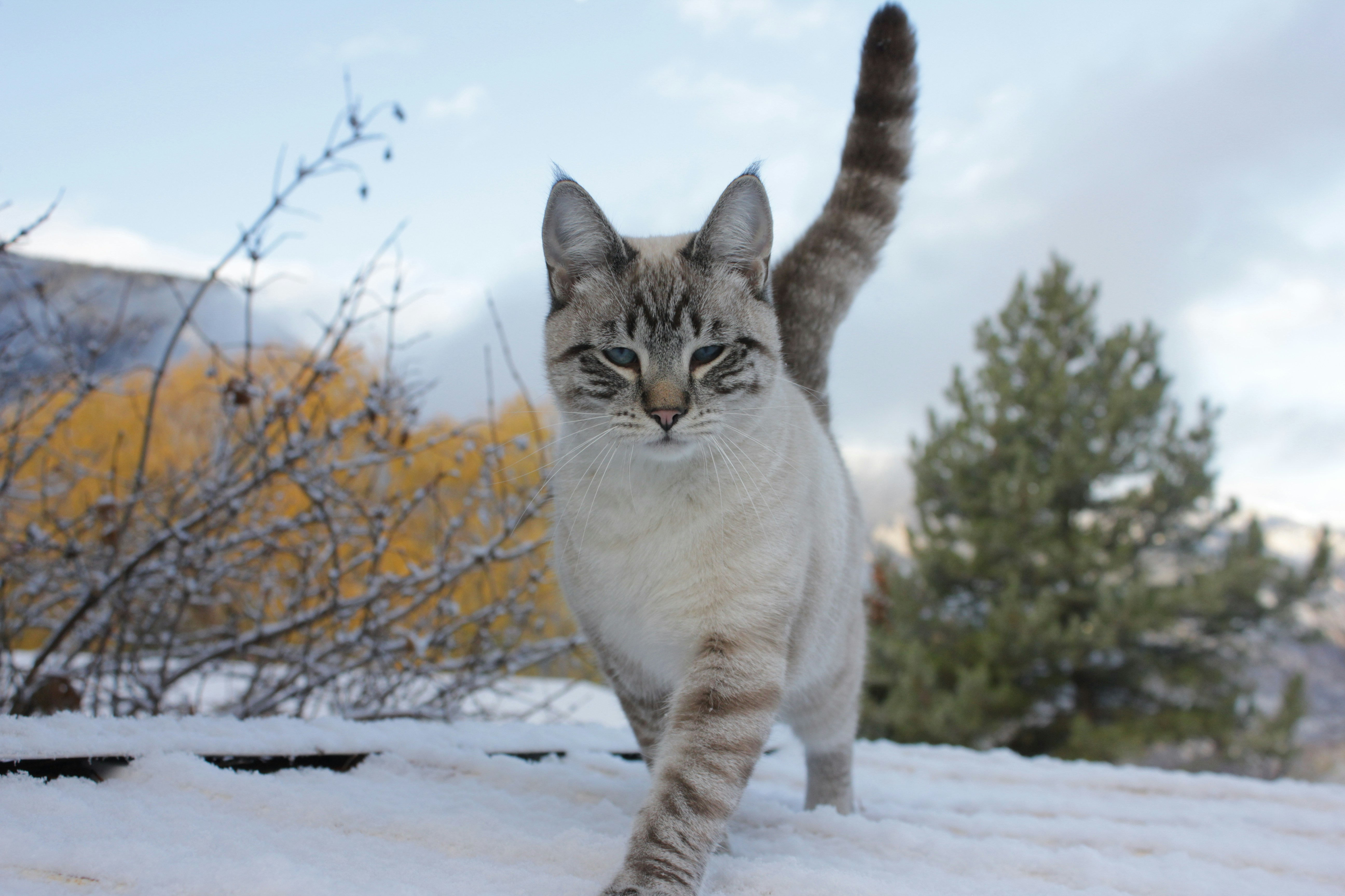 Autumn Snow Stroll: A Curious Cat Encounters the Lens