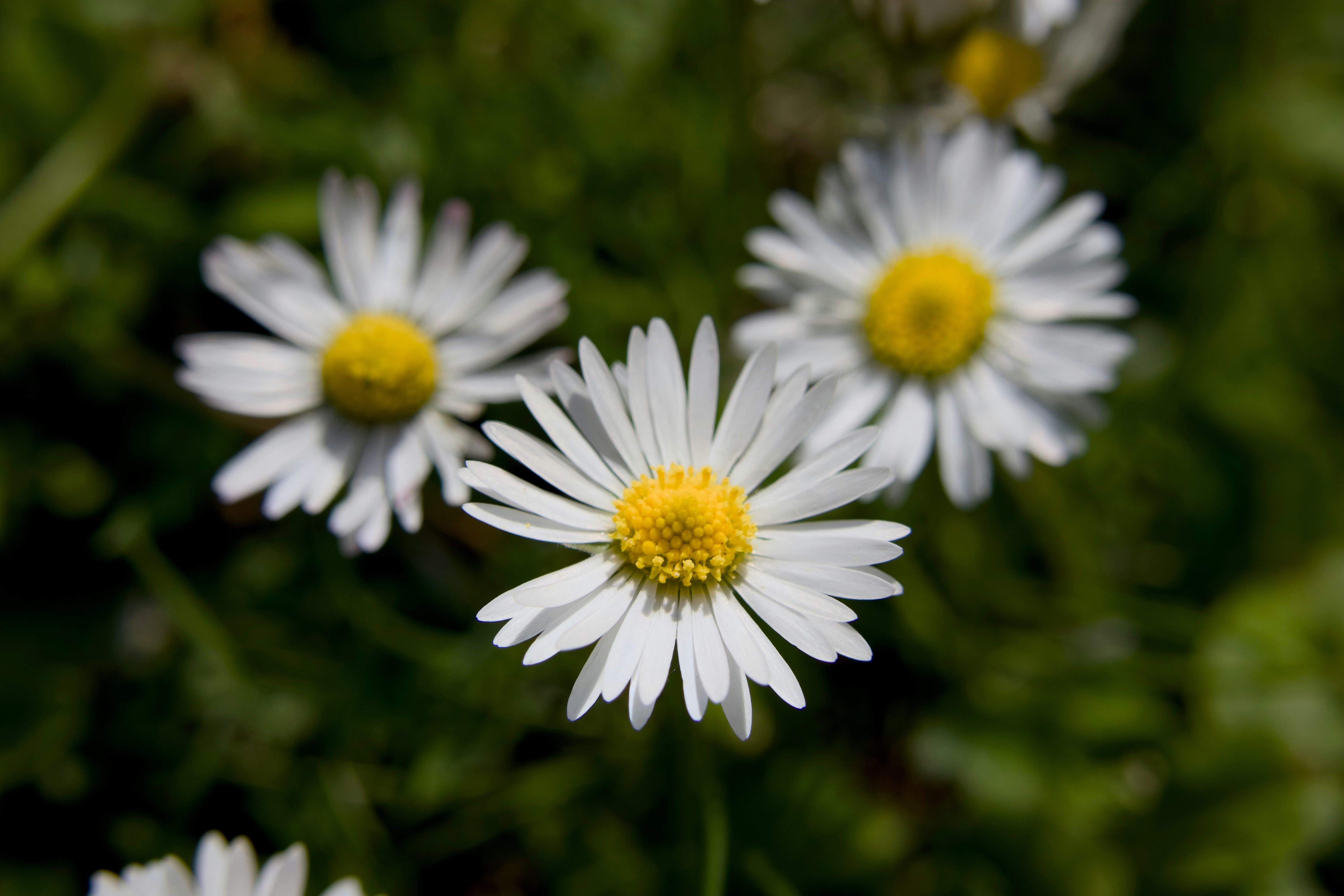 ChamomileDima Kuznetsov