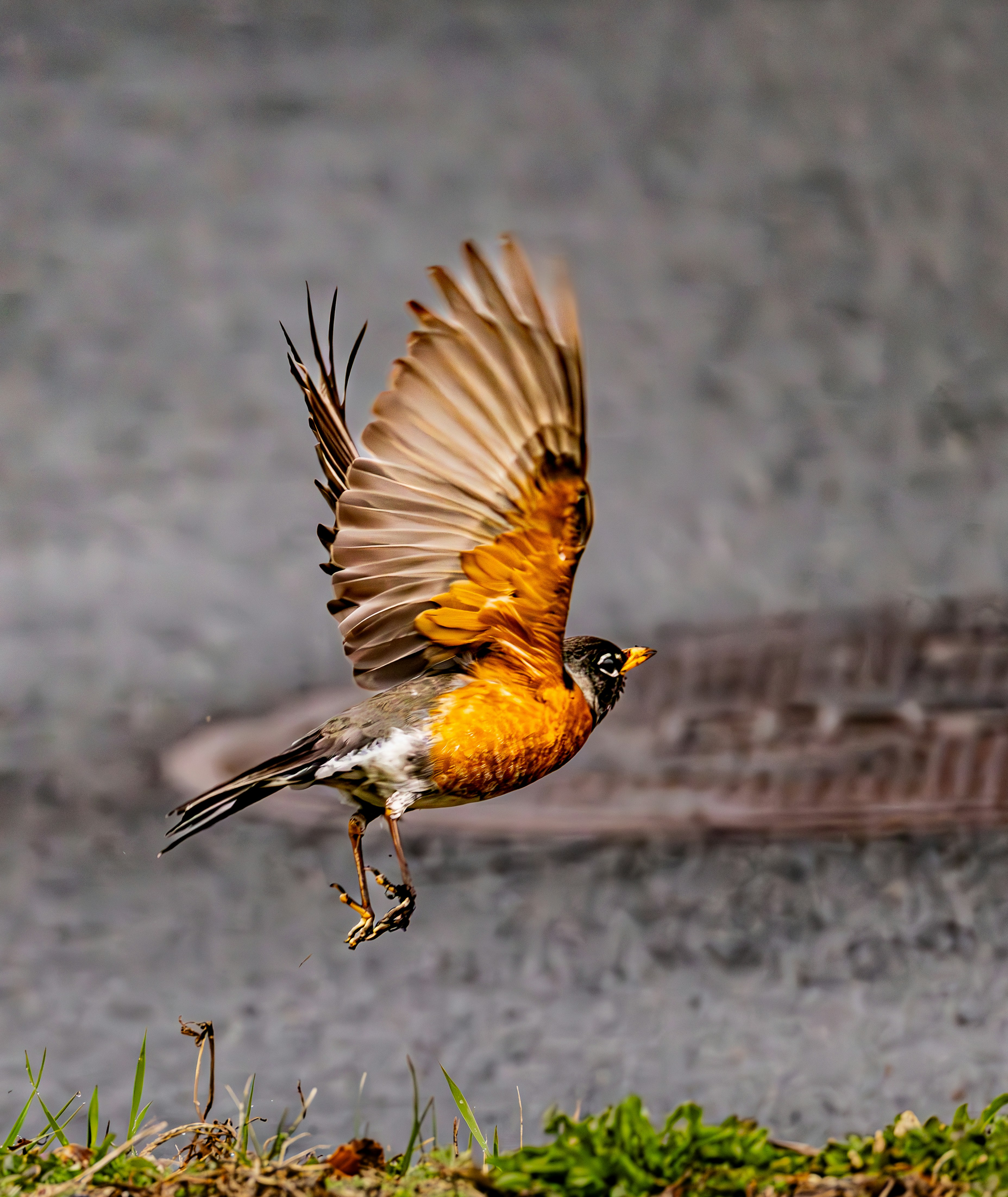 A robin flies with its wings spread wide. photo – Free Bird Image on ...