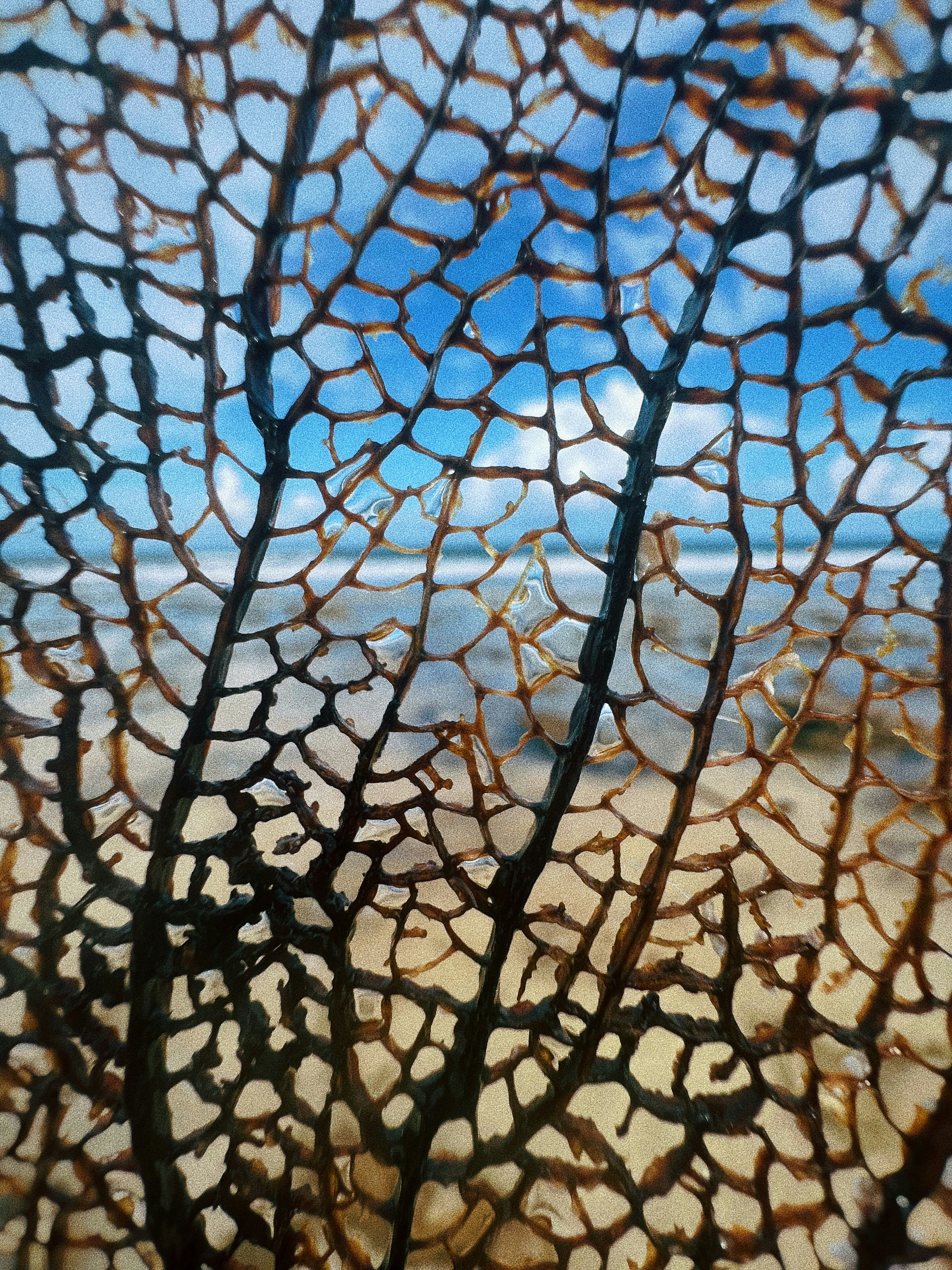 Sea-Fan Lattice: a micro-architectural portrait against sunlit blue