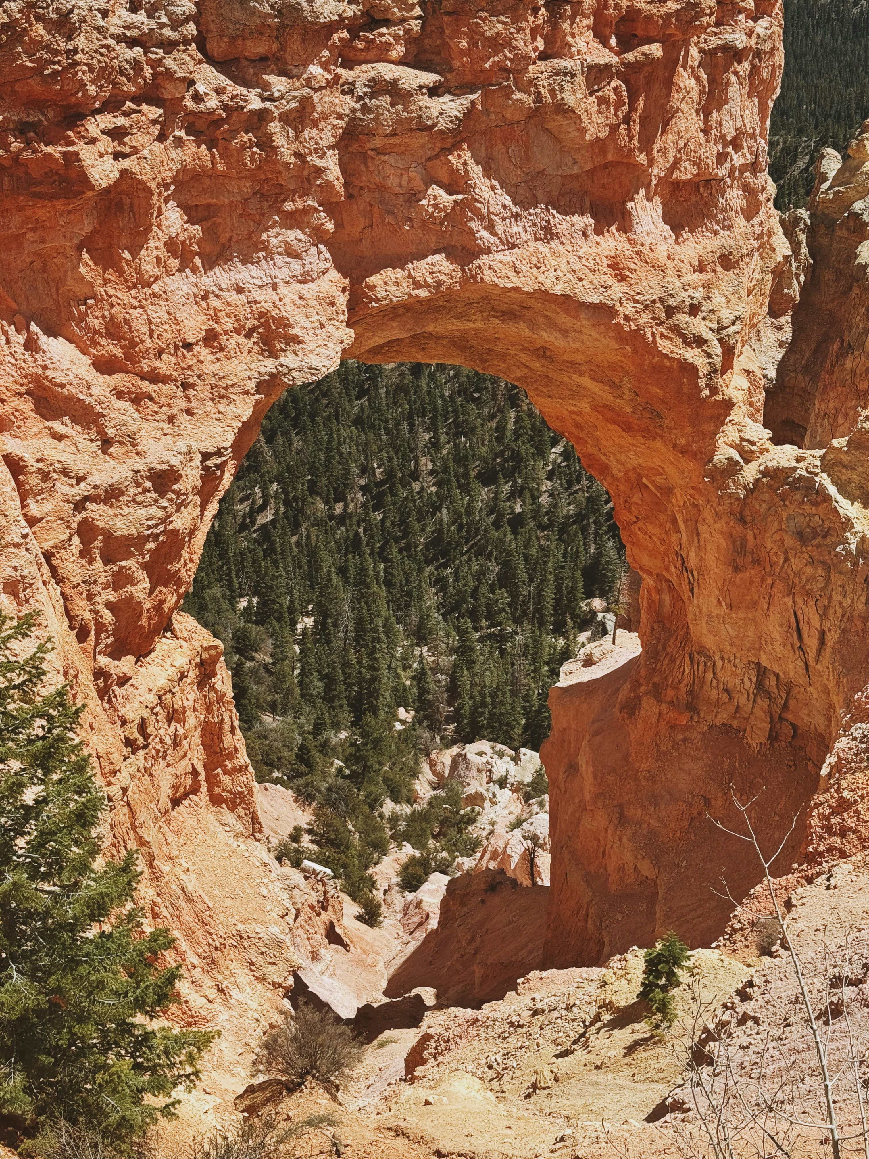 Crimson Arch Overlook: A Sunlit Canyon Gate Framing a Pine-Valley View