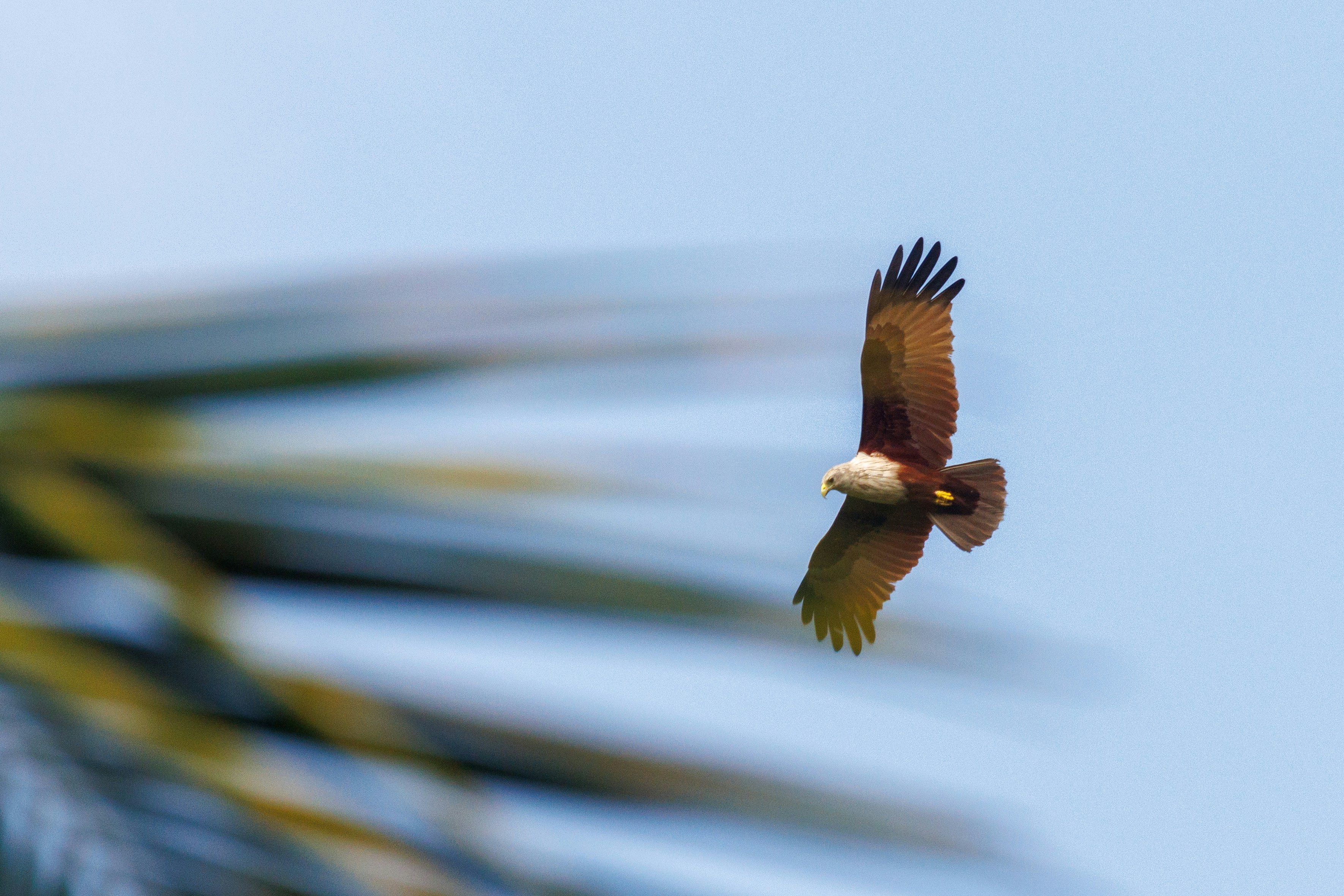 Raptor in Blue: a hawk glides past wind-swept palm fronds