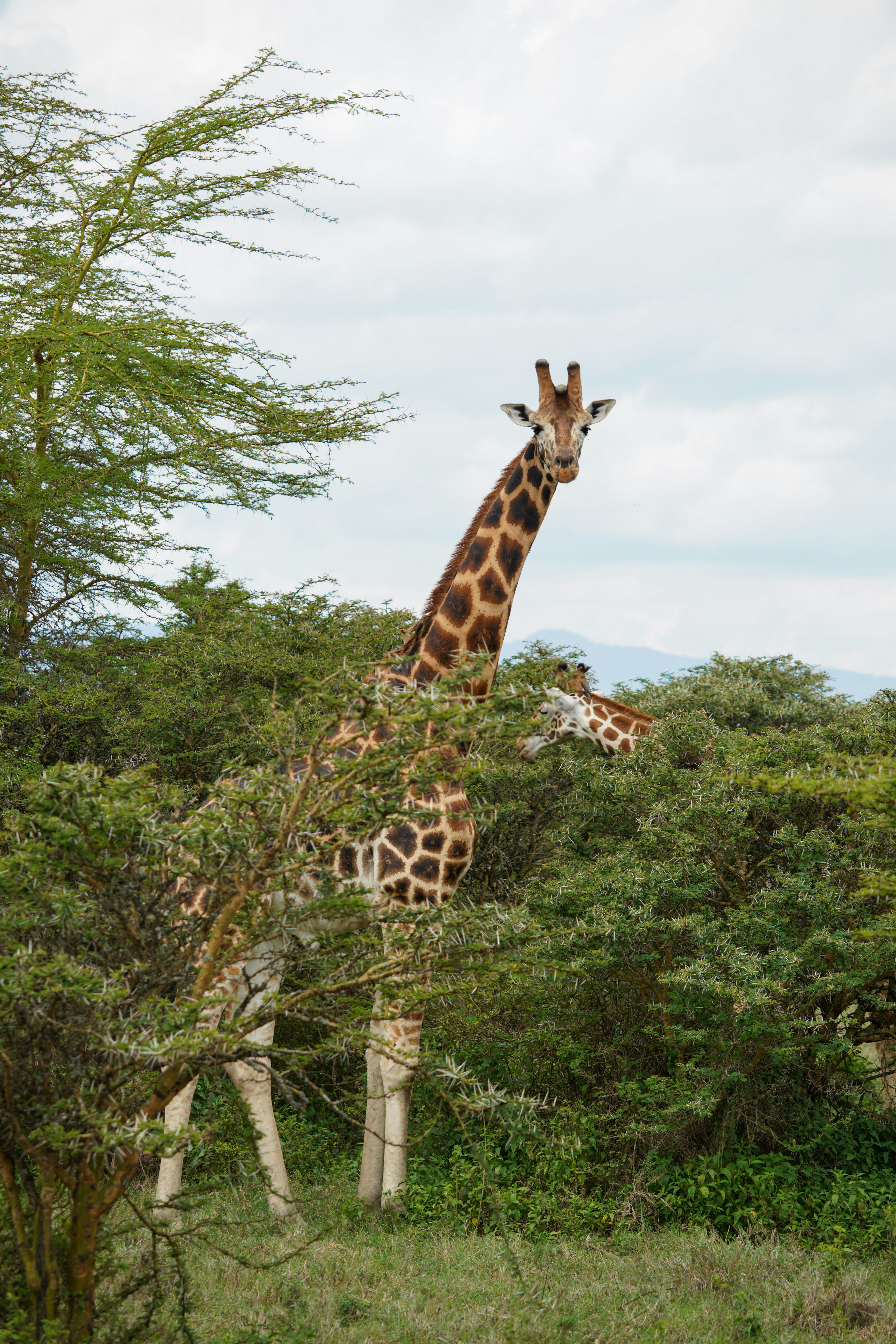 The Towering Watcher of the Savanna