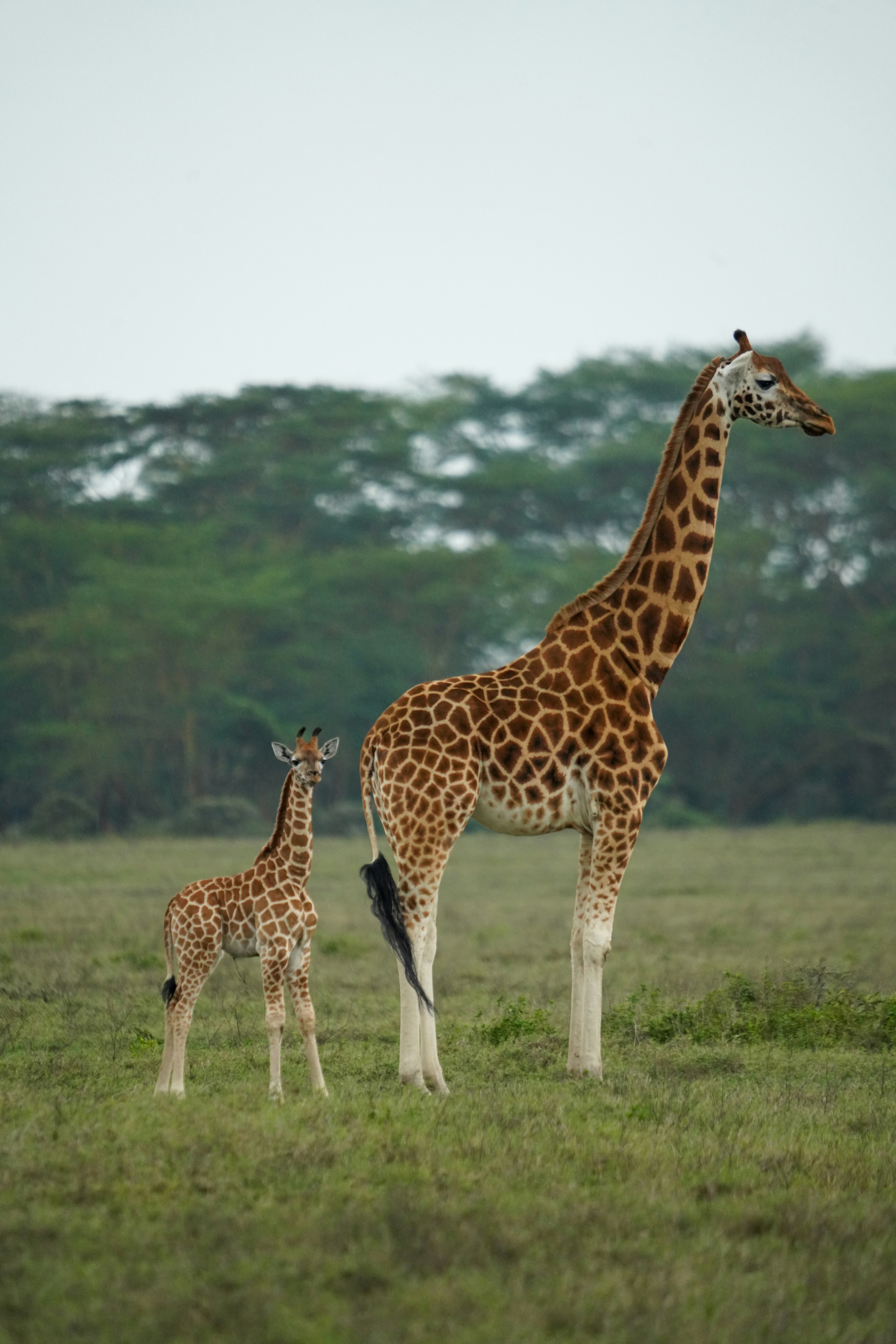 A mother giraffe stands with her calf. photo – Free Animal Image on ...