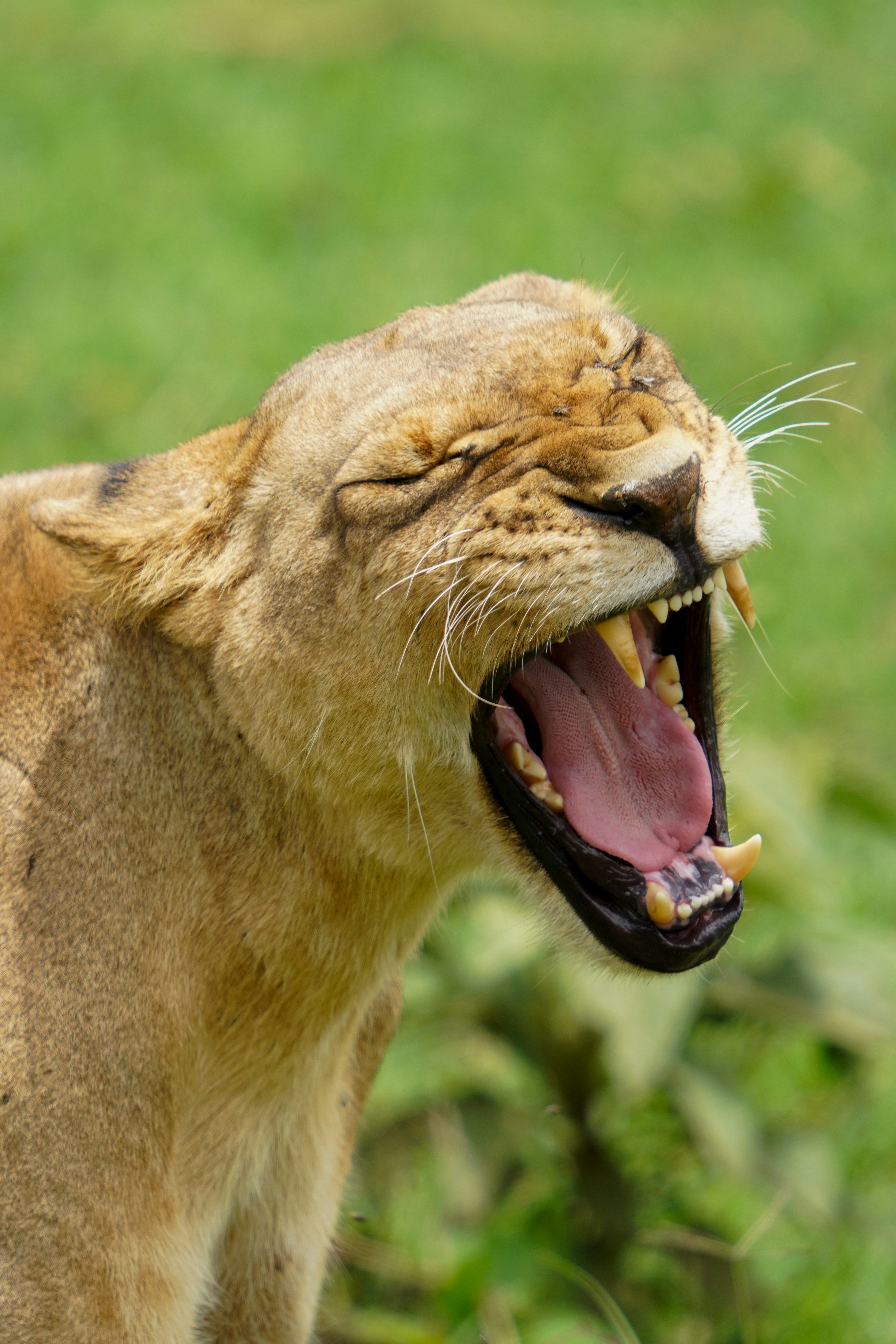 Lioness yawning widely, showcasing her powerful teeth and expressive features against a blurred green background.