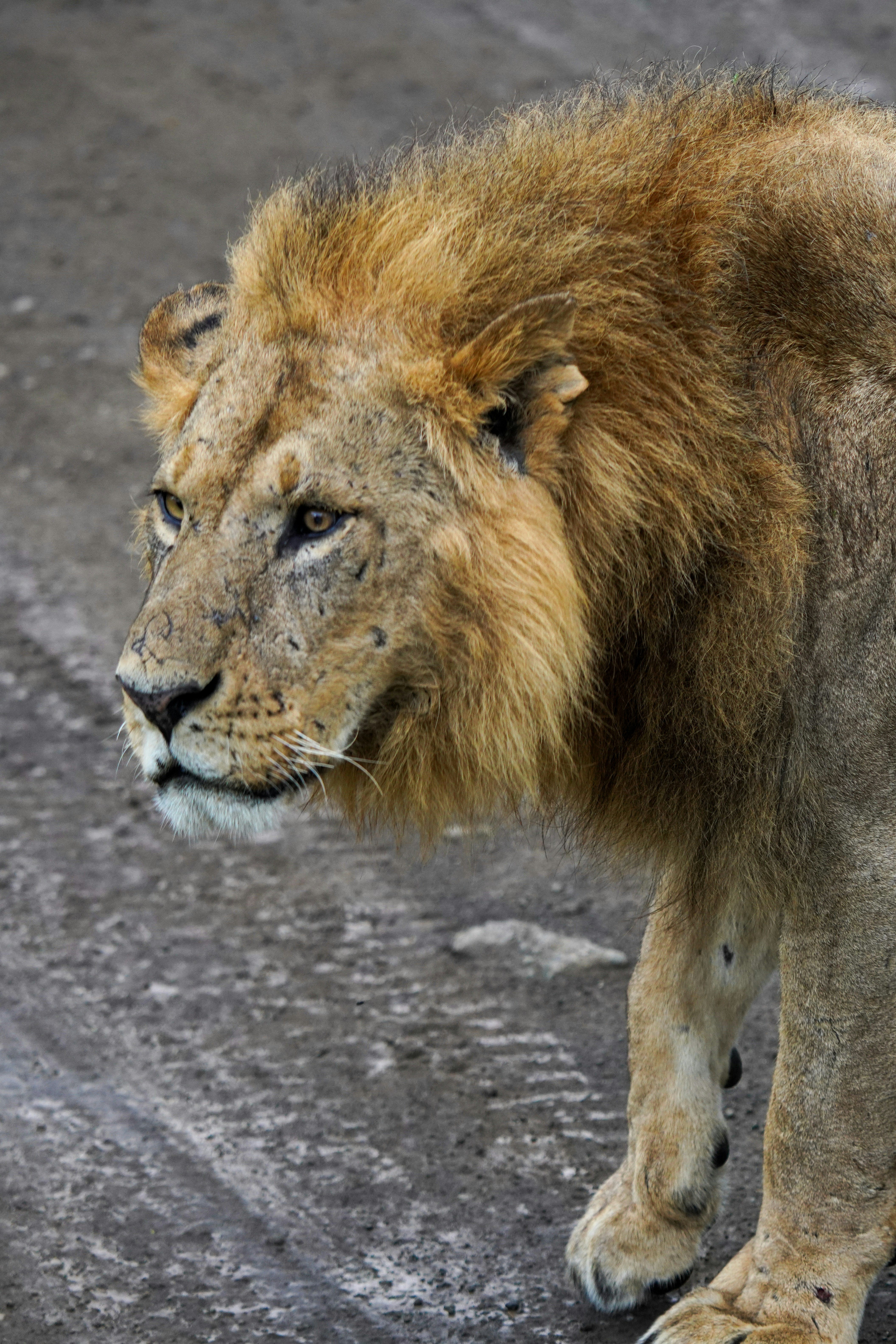 Majestic Gaze of the King