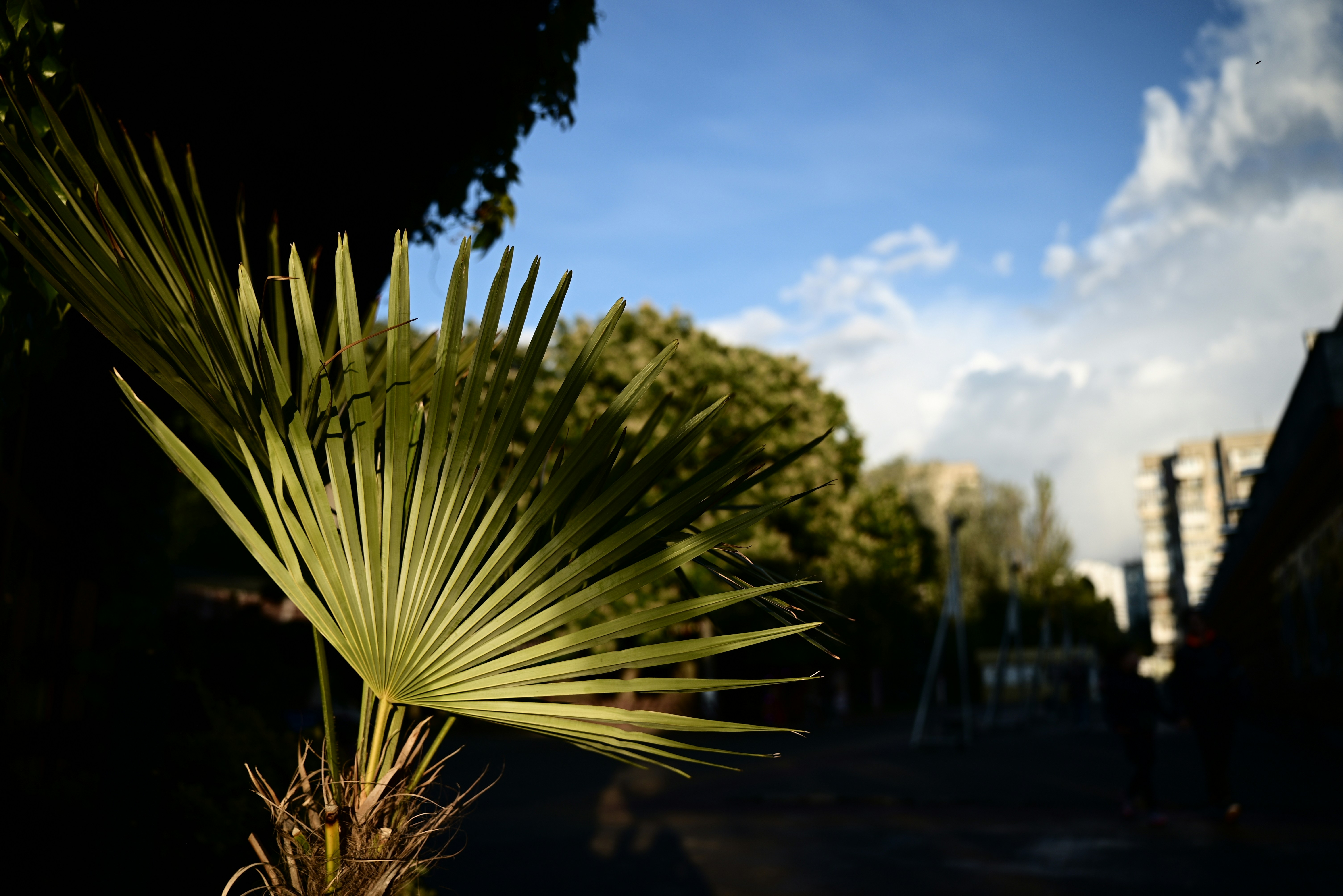Palm Frond in Sharp Focus as Cityscape Blurs into Bokeh
