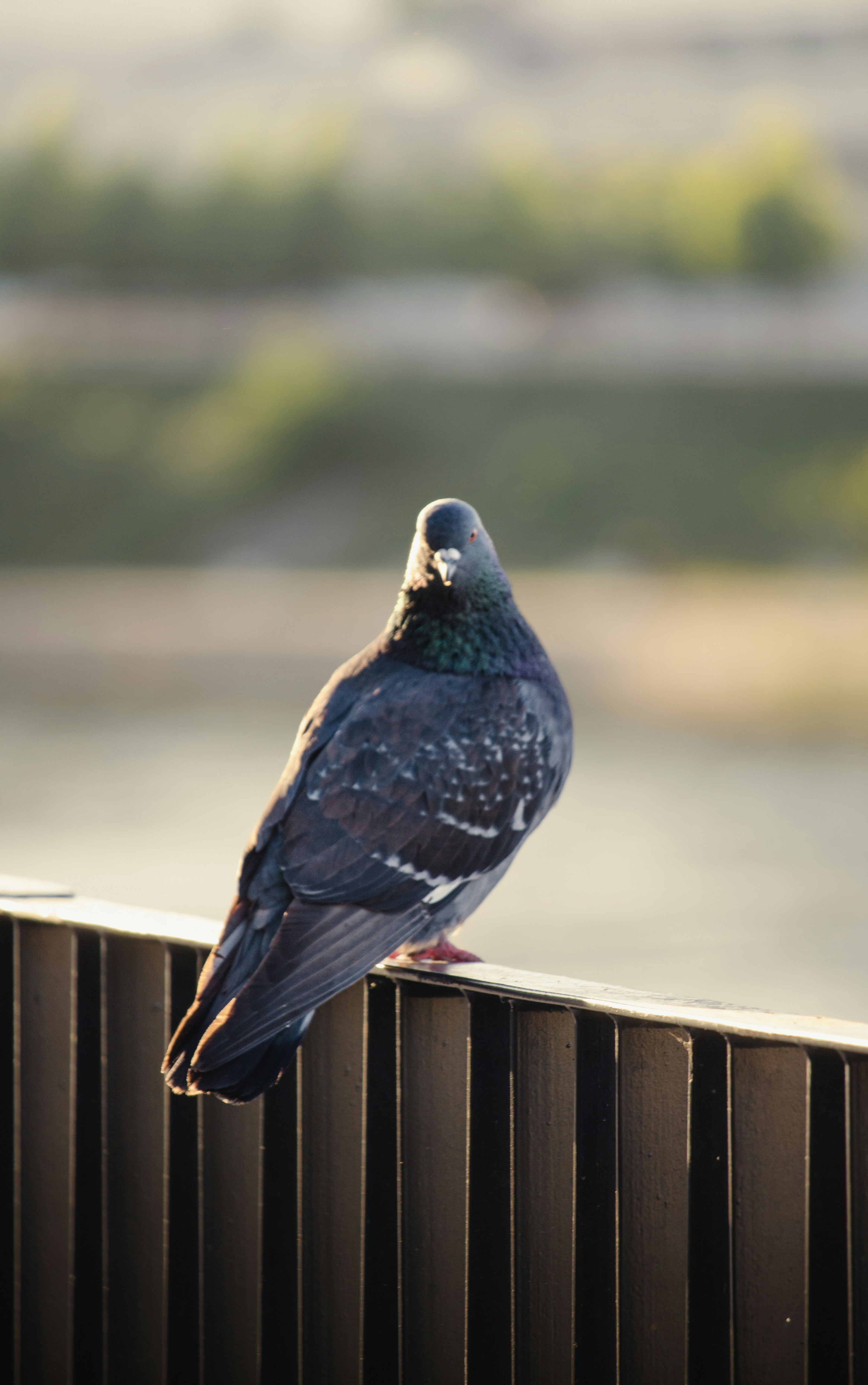 Pigeon on a Fence: Quiet Portrait by the Water