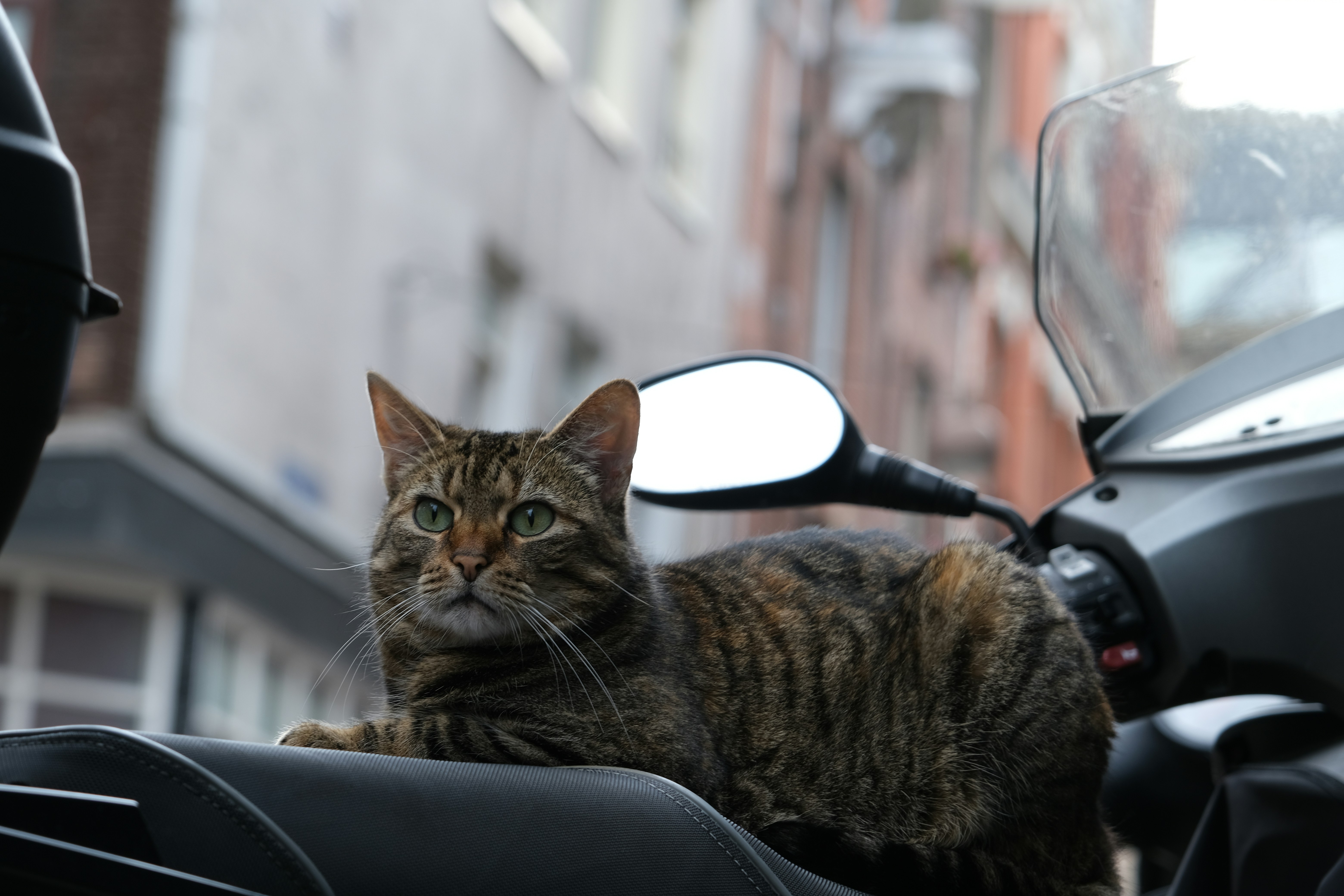Urban Quiet on a Two-Wheel Throne: A Tabby Reigns Over a Parked Motorcycle
