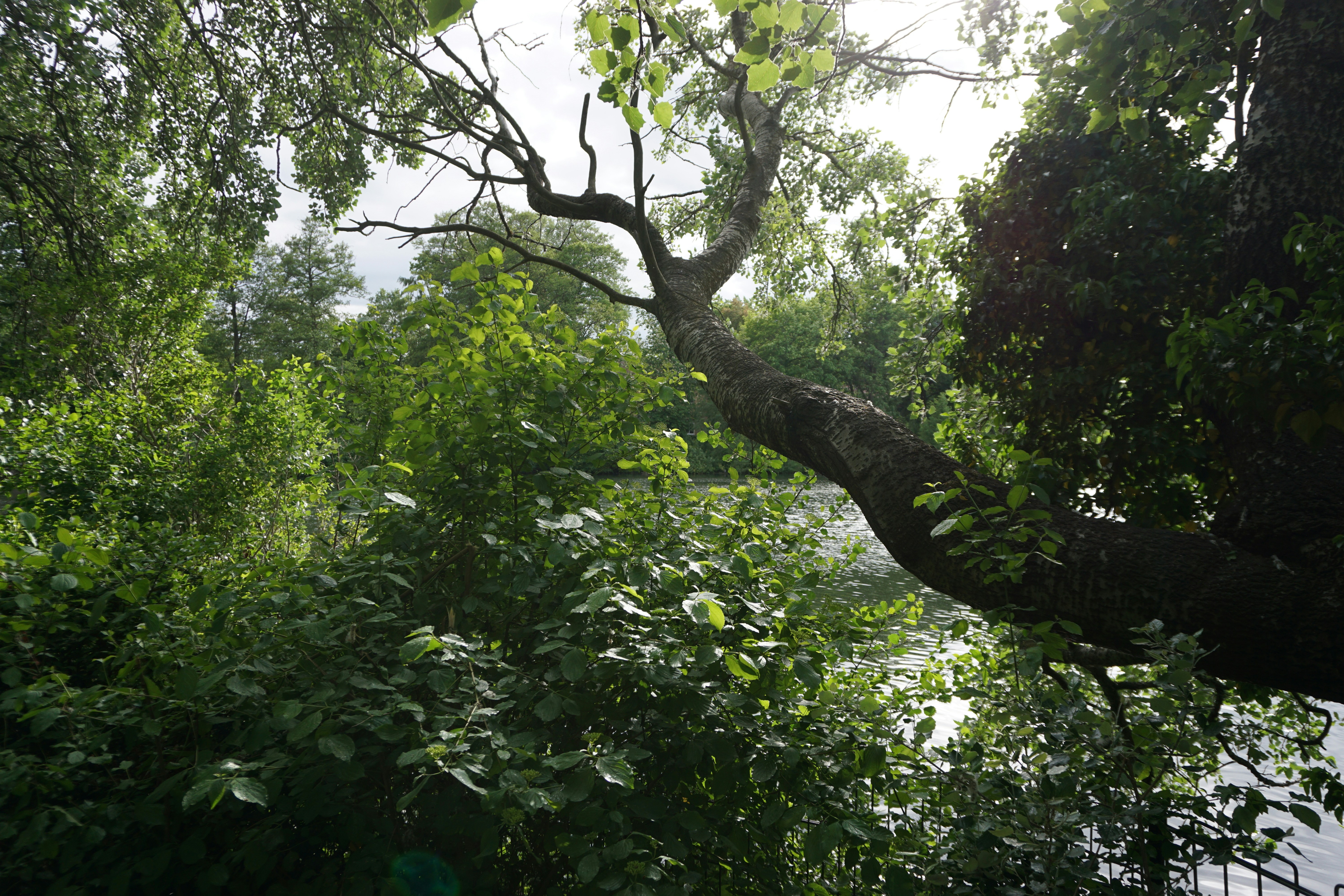 Emerald Canopy: a sunlit diagonal branch through dense foliage