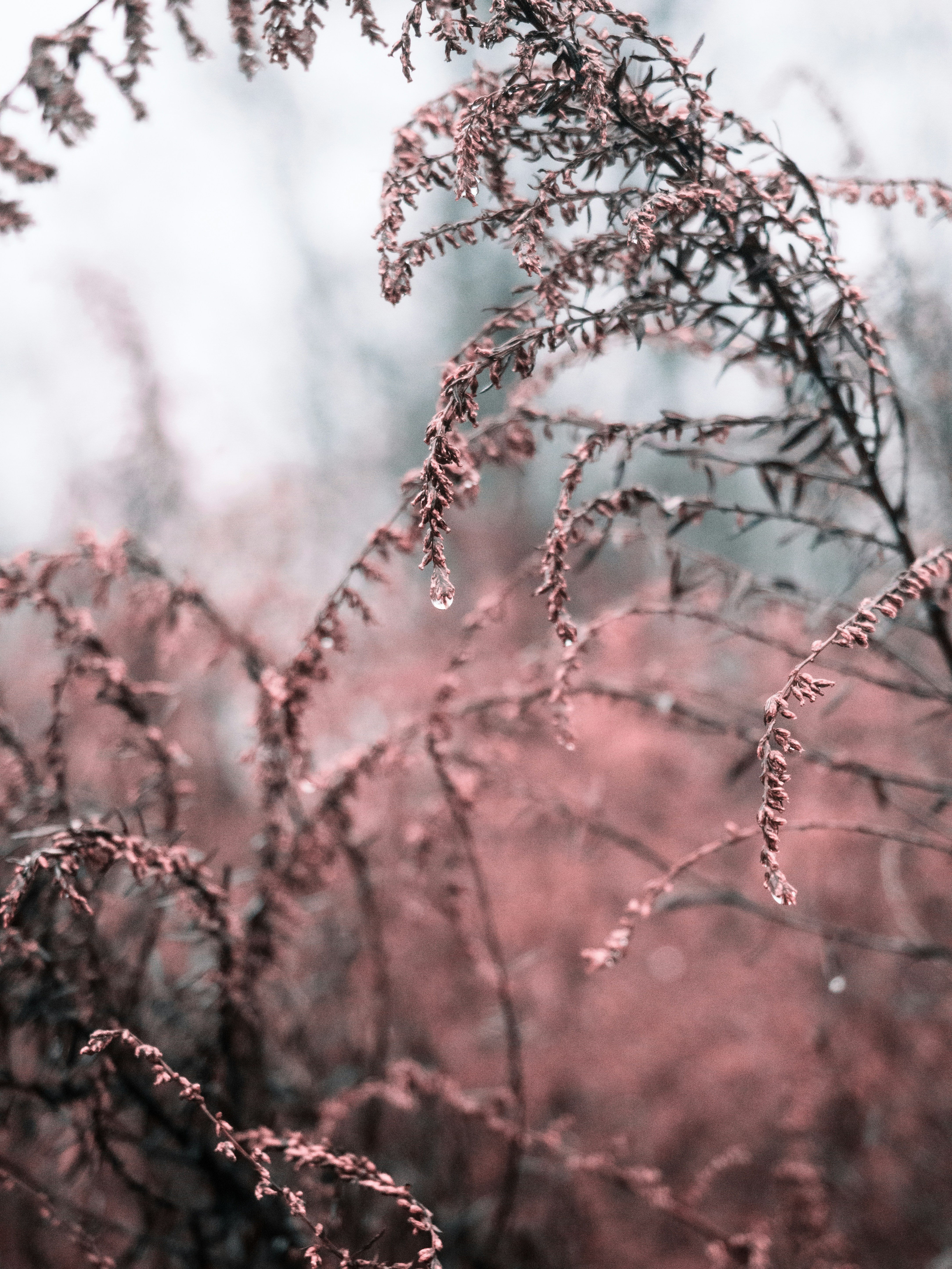 Delicate plants with water droplets are shown. photo – Free Wallpaper ...