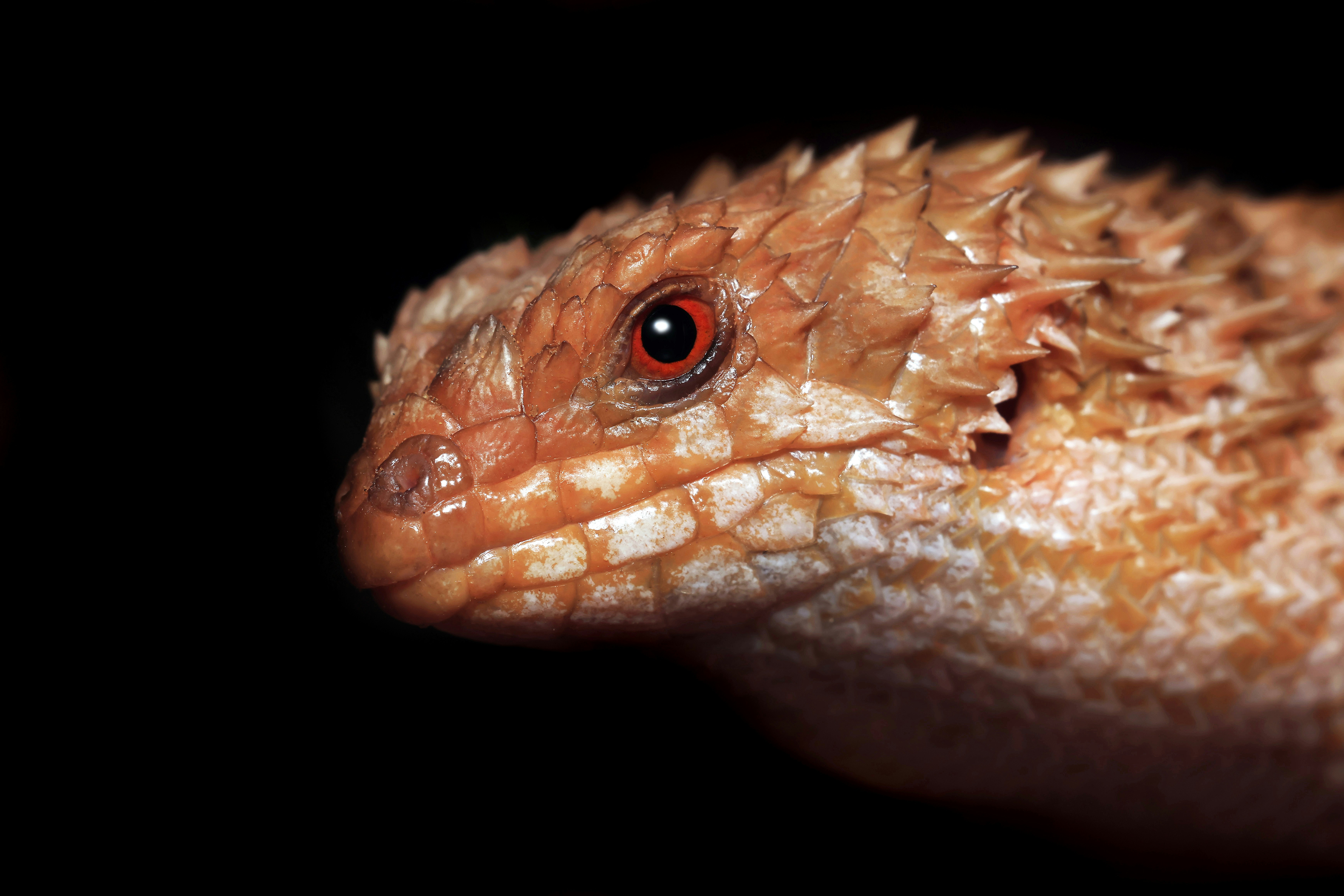 A close-up shows an orange armadillo lizard. photo – Free Lizard Image ...