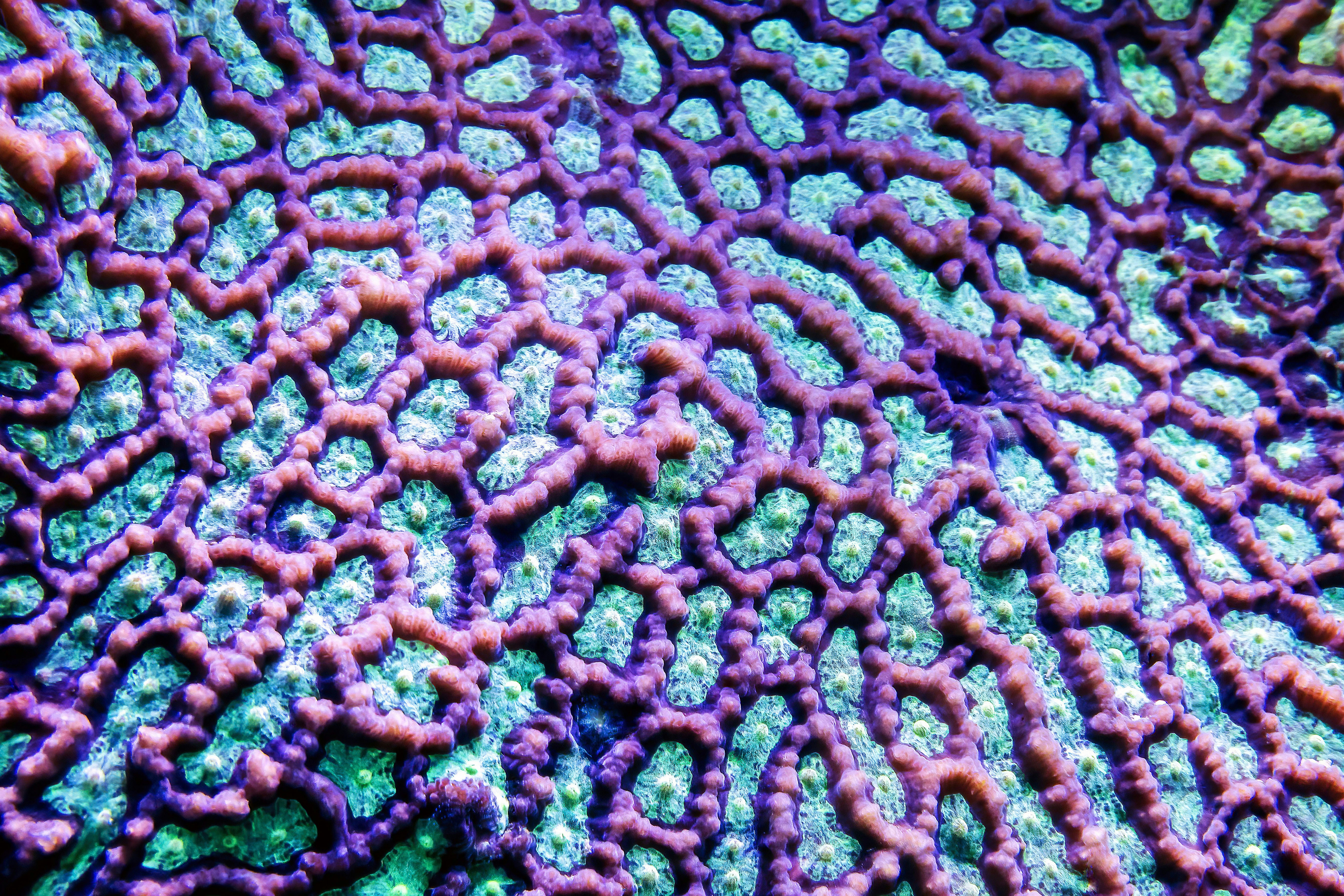 Close-up view of vibrant, intricate coral structure. photo – Free ...