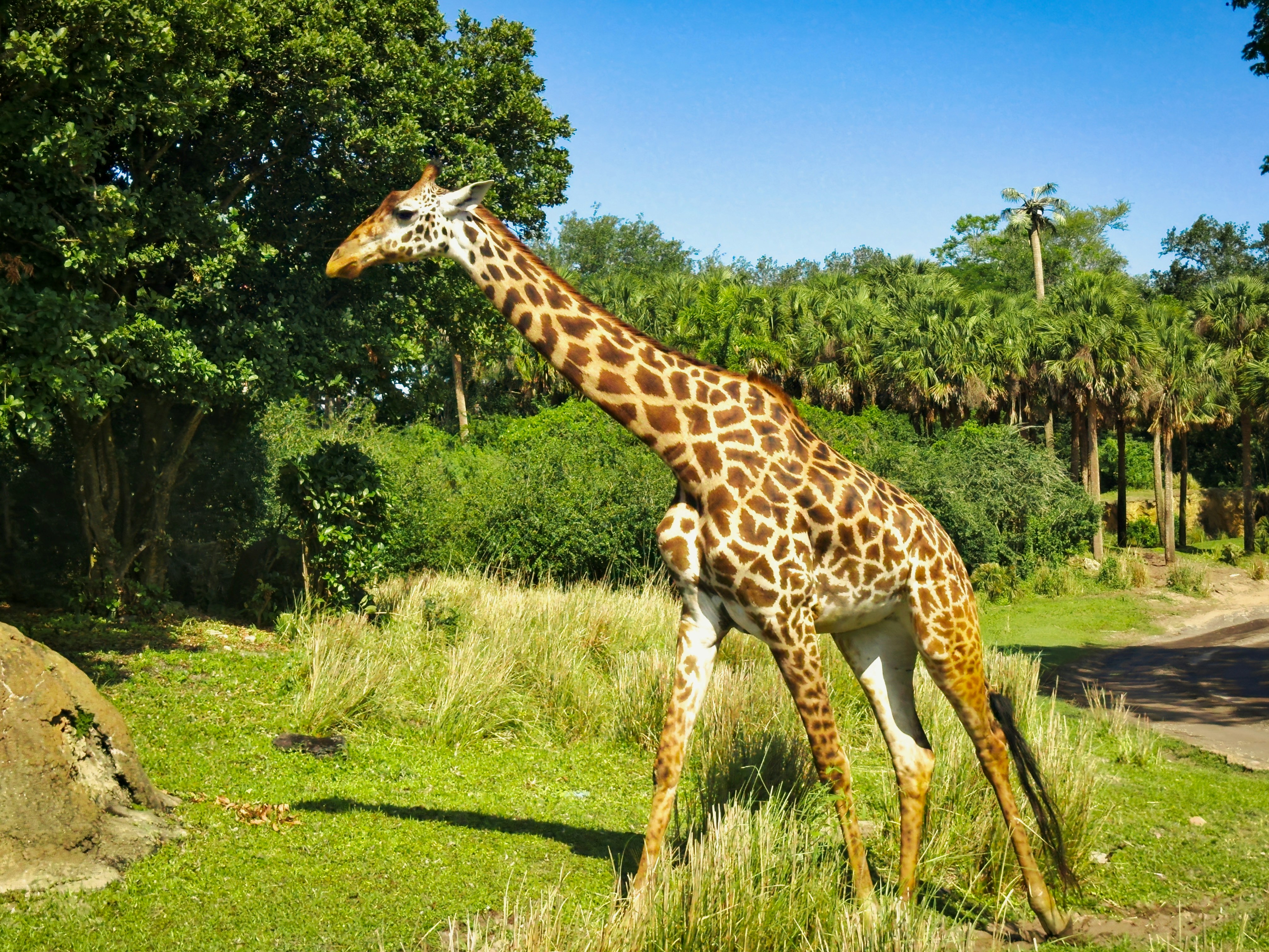 Giraffe’s Sunrise Stroll Along a Quiet Roadside Meadow