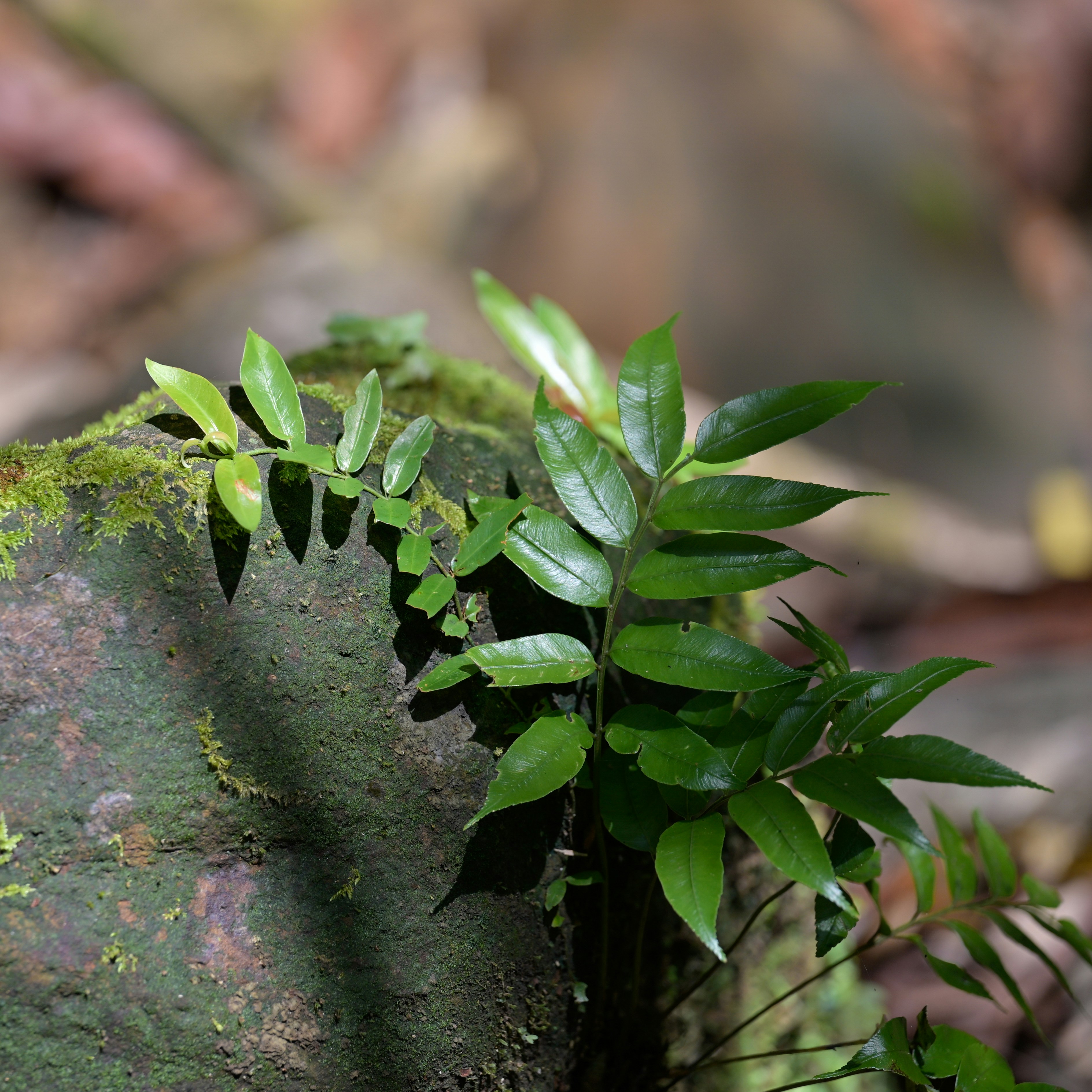 Emerald Fronds on a Mossy Rock: A Quiet Macro Portrait