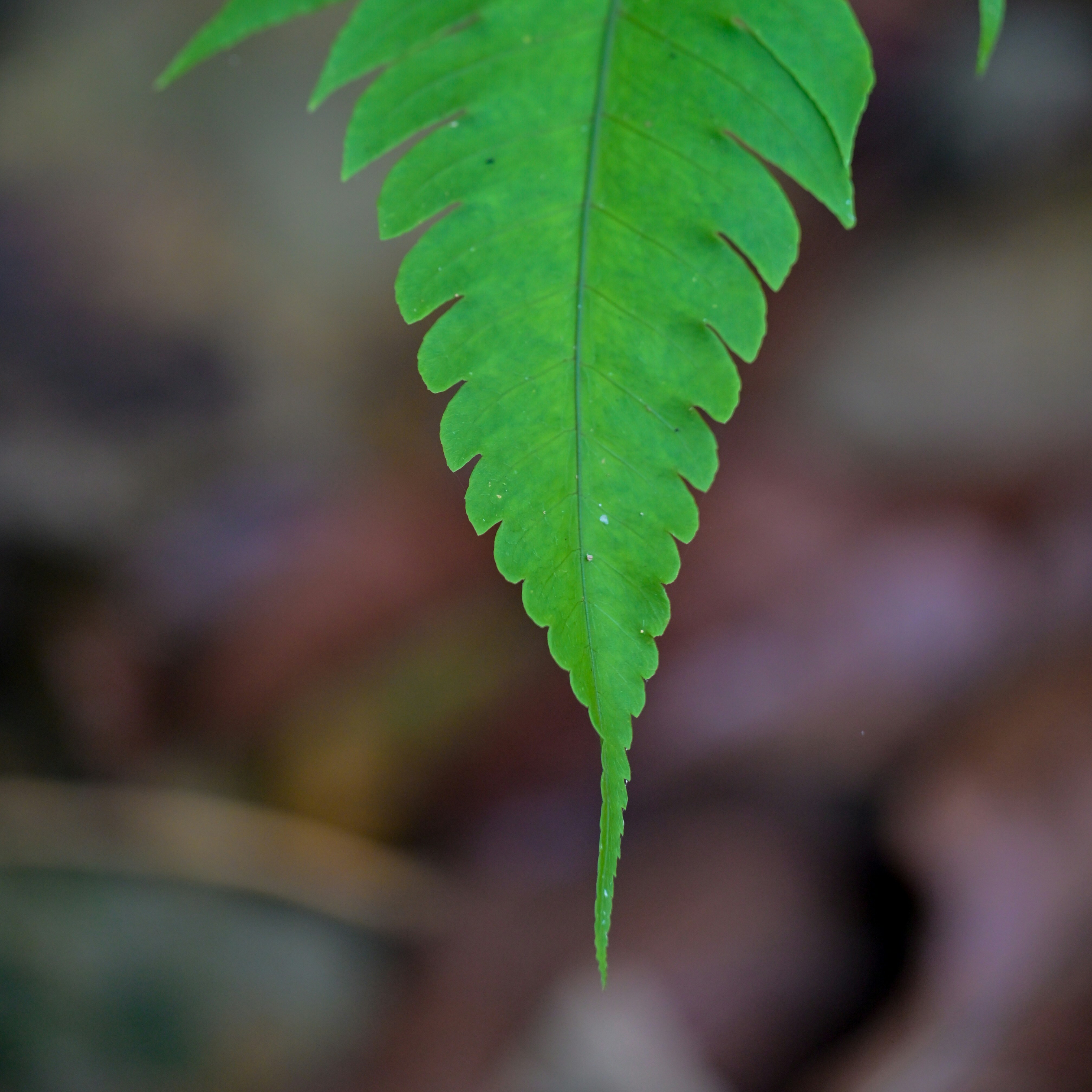 A green fern leaf dangles against a blurry background. photo – Free ...