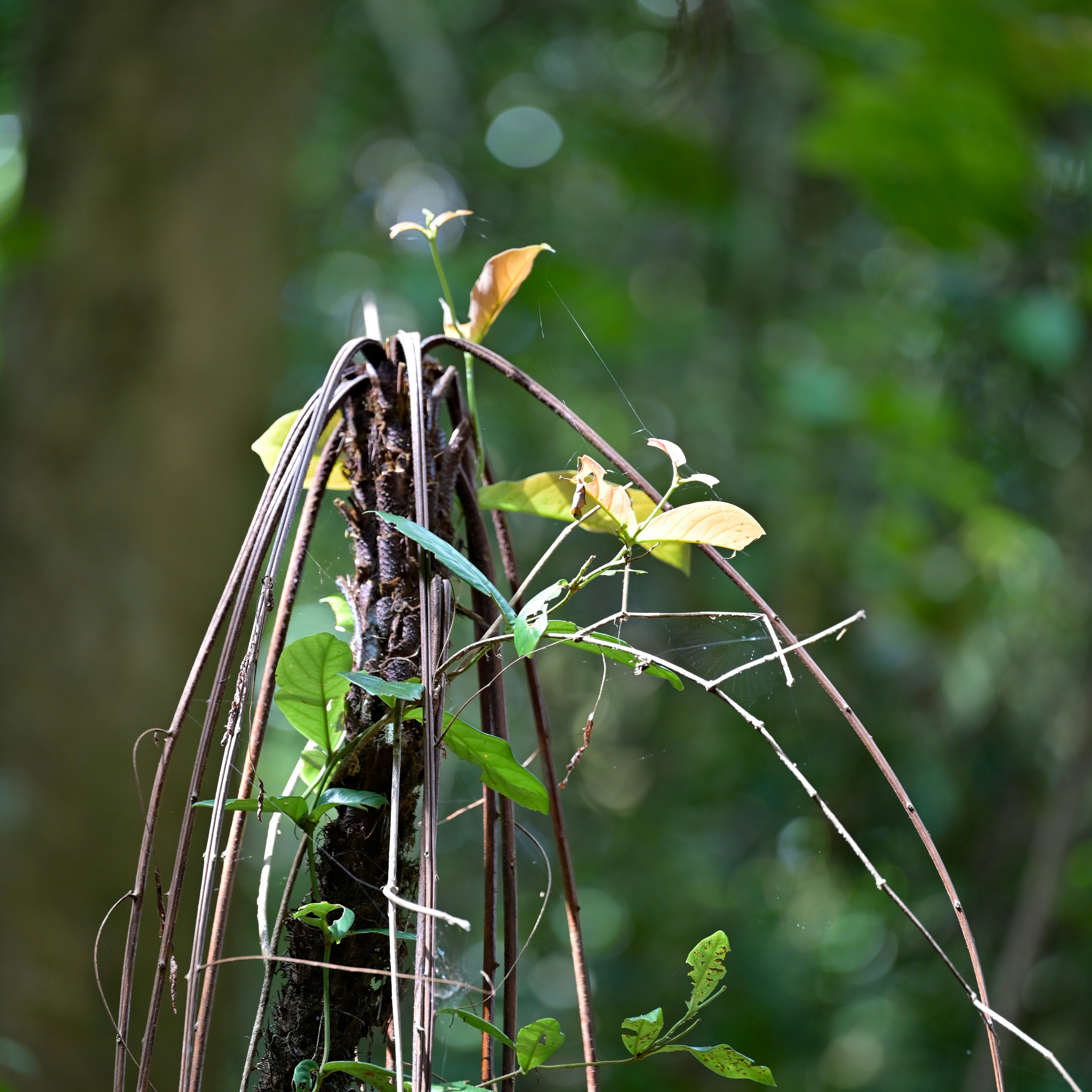 Spiral Rails and Green Veins: A Quiet Forest Portrait