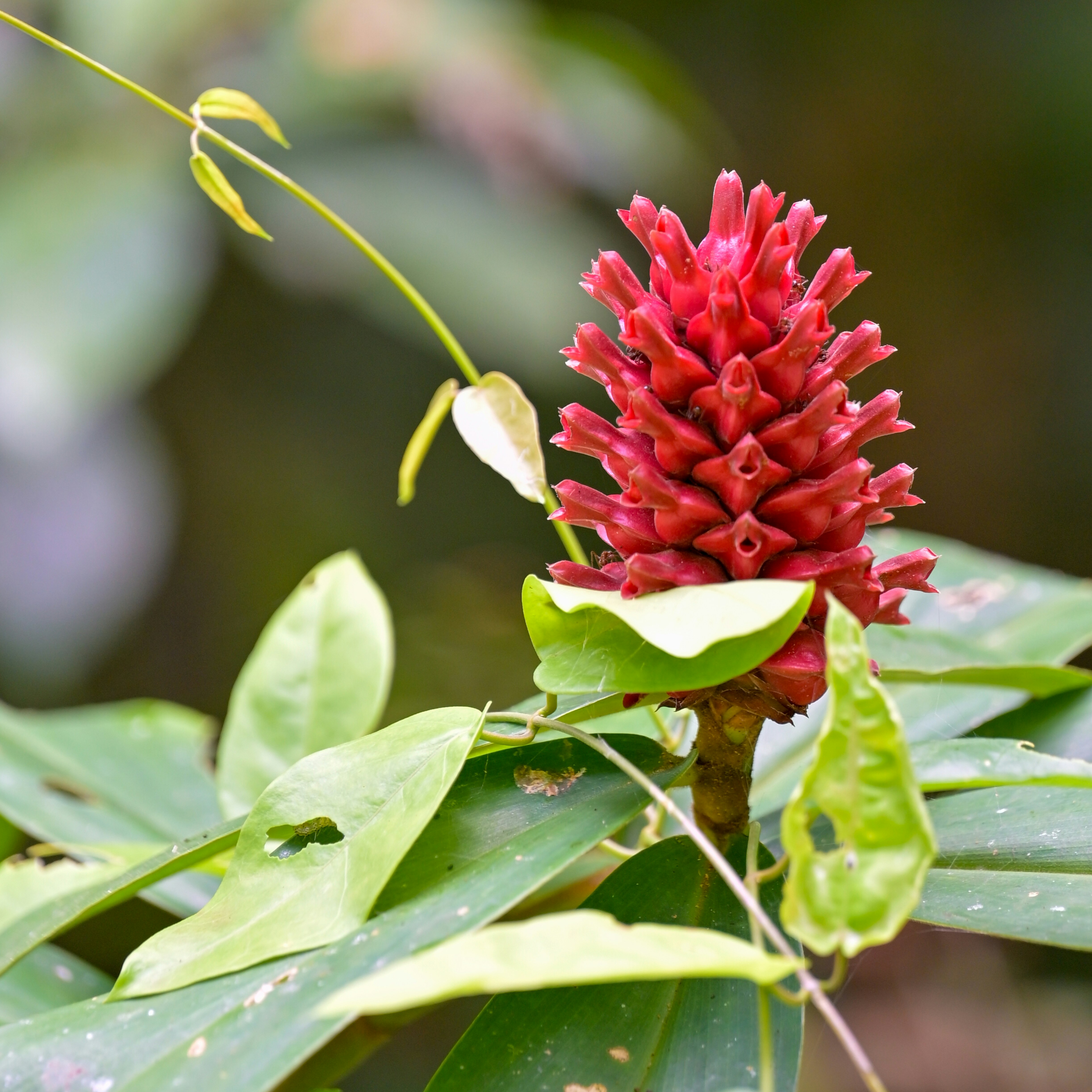 Crimson Spike Amid Green Foliage: A Macro Moment in Bloom