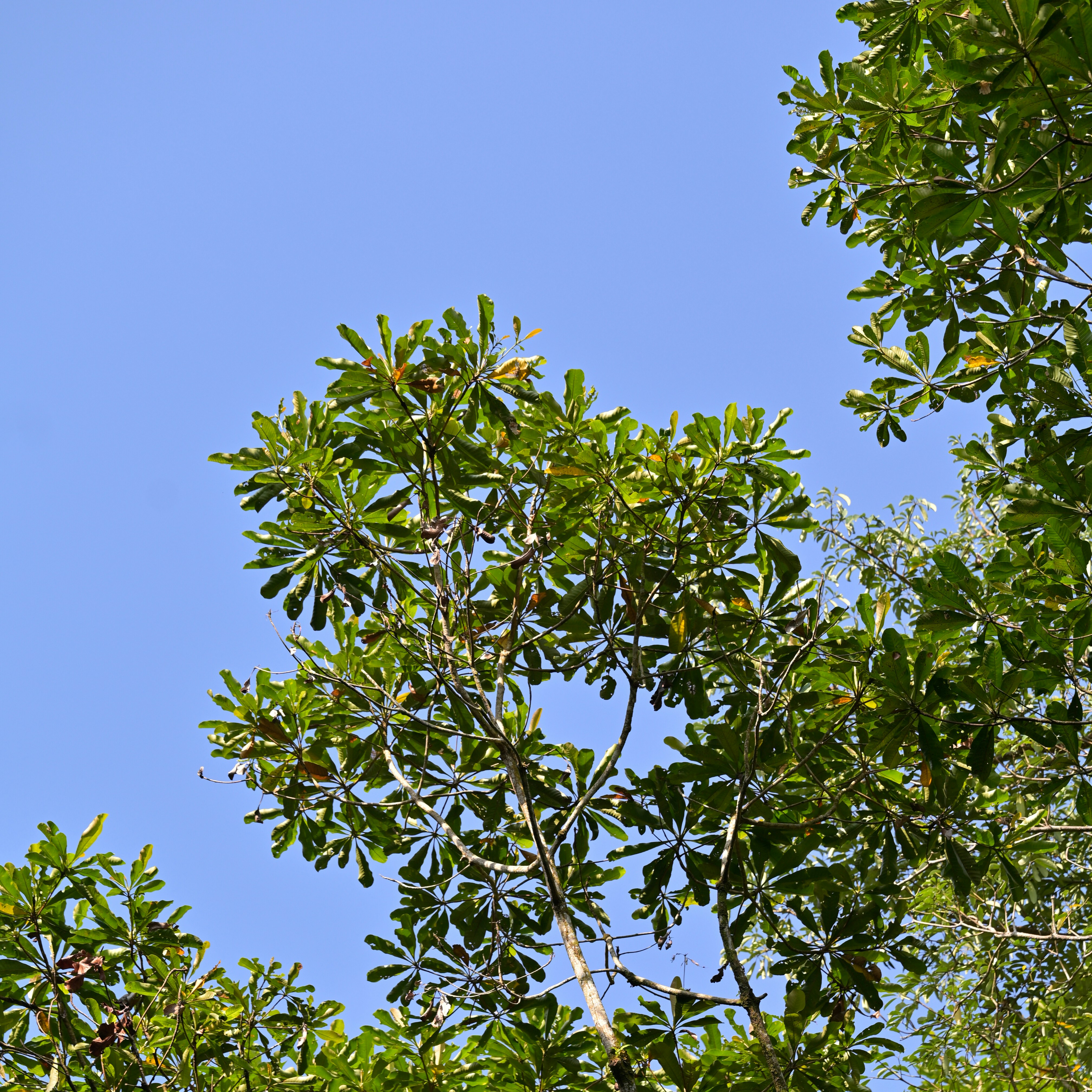 Canopy Dance: Nature's Green Symphony